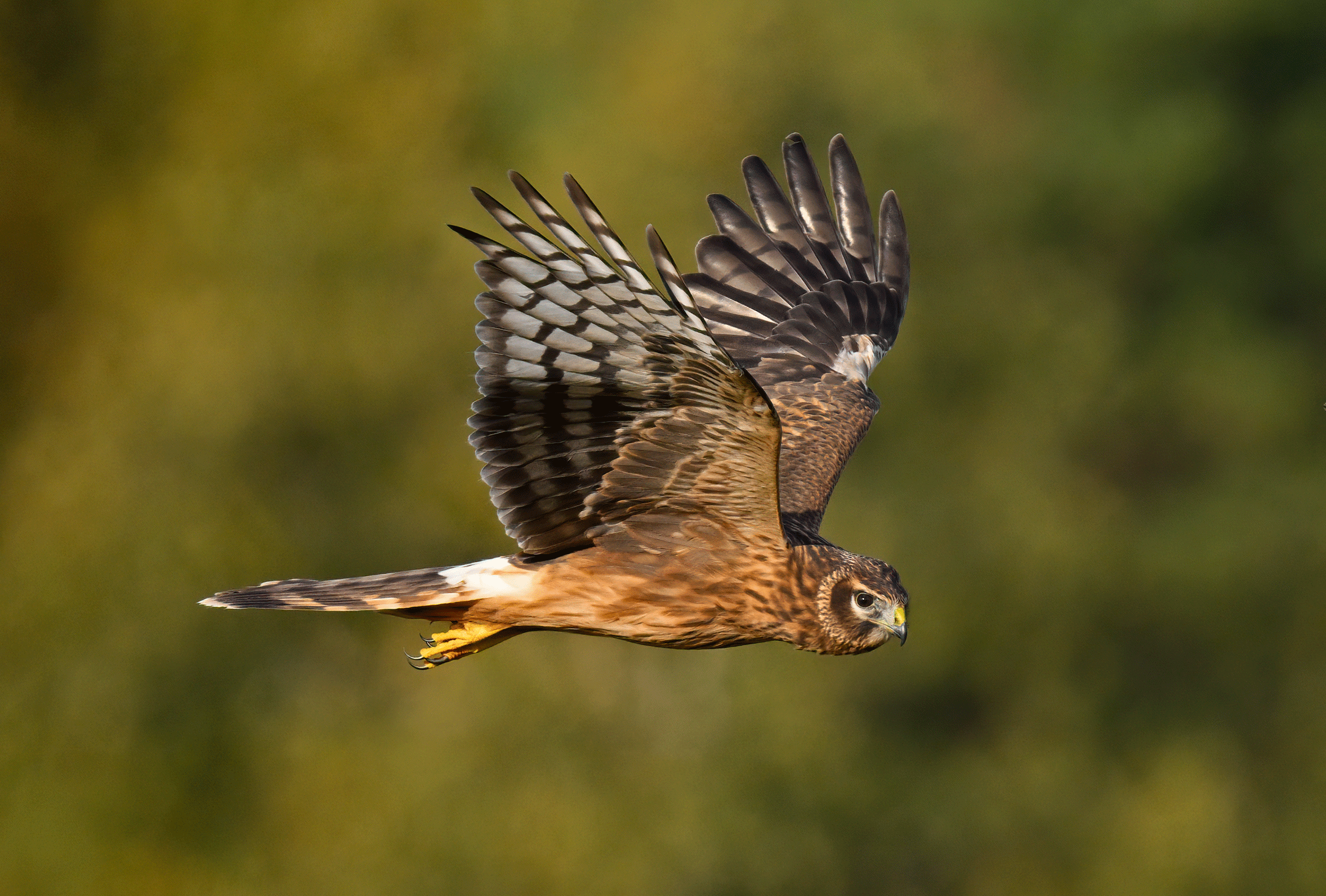 Encouaging breeding season for English Hen Harriers - BirdGuides