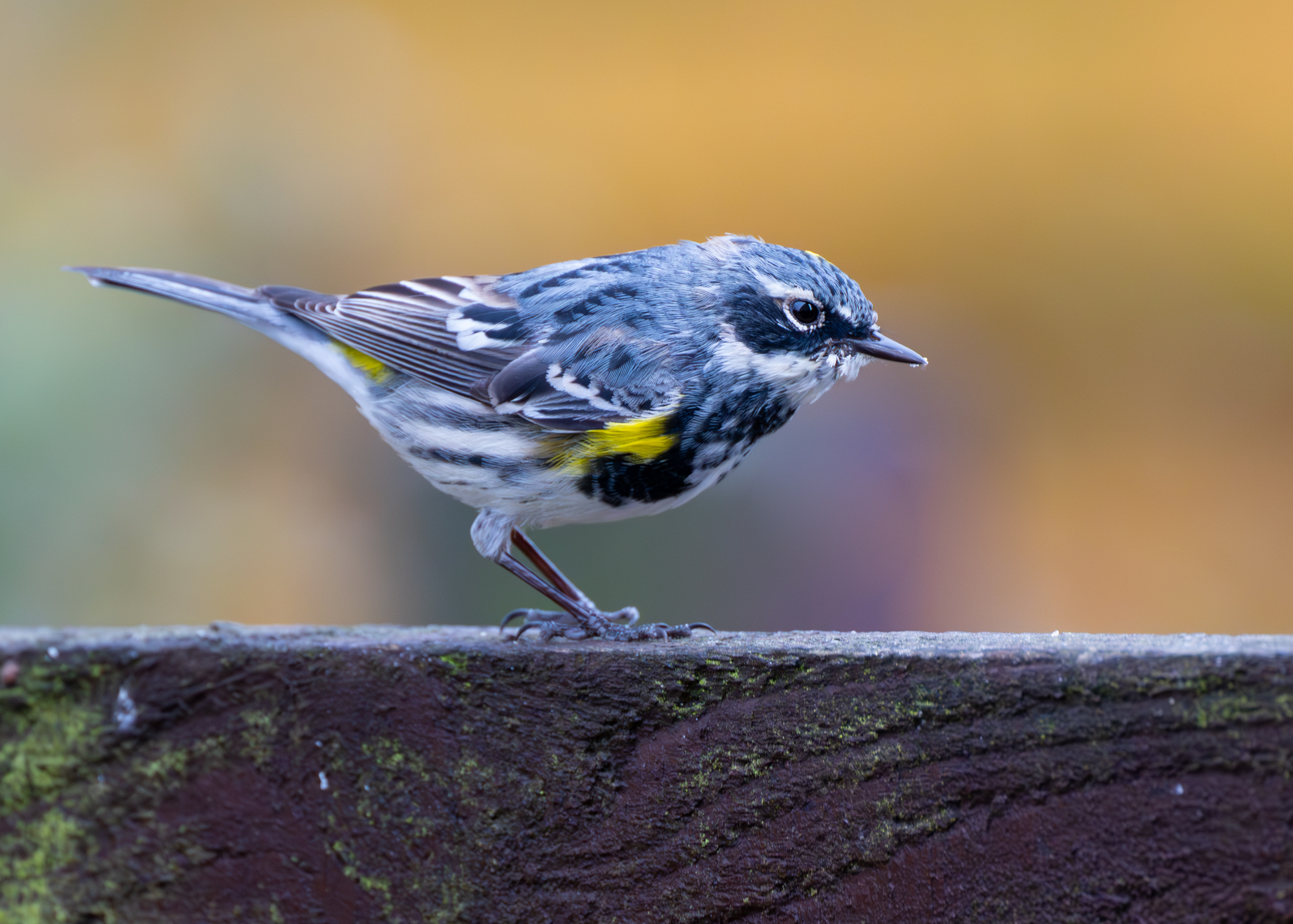 Myrtle Warbler by Tom Hines - BirdGuides
