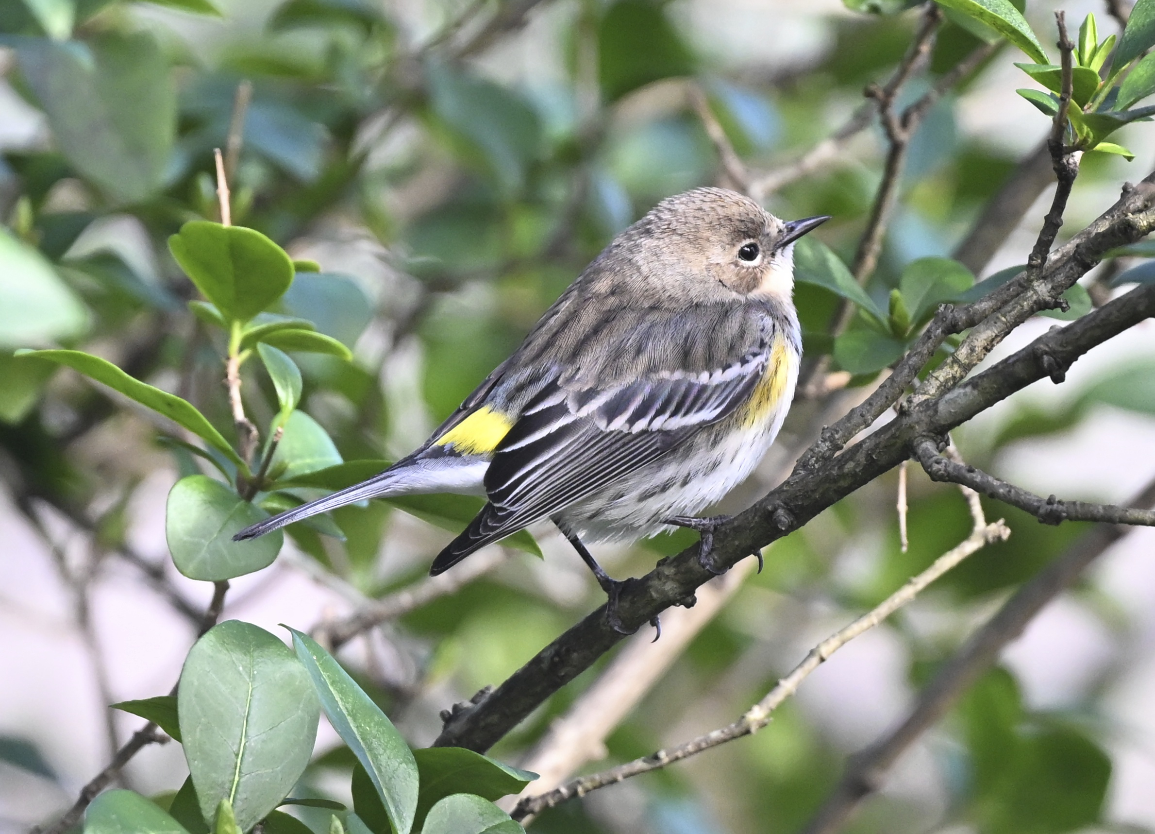 Myrtle Warbler by Roger Ridley - BirdGuides