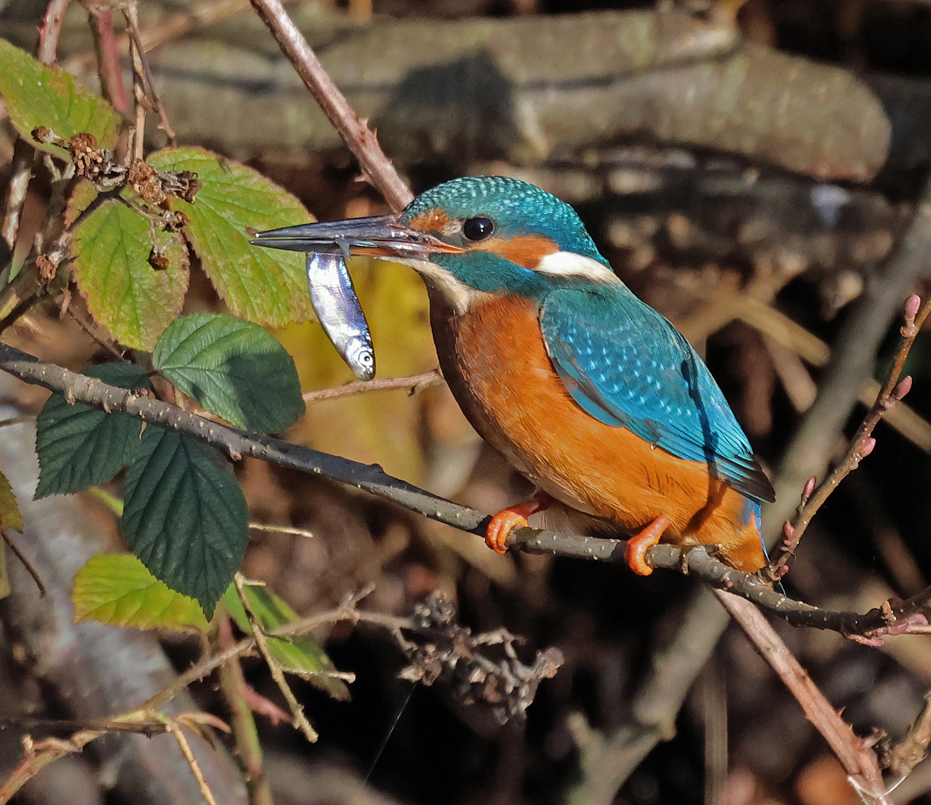 6 of the best places to go birdwatching in England in spring - BirdGuides