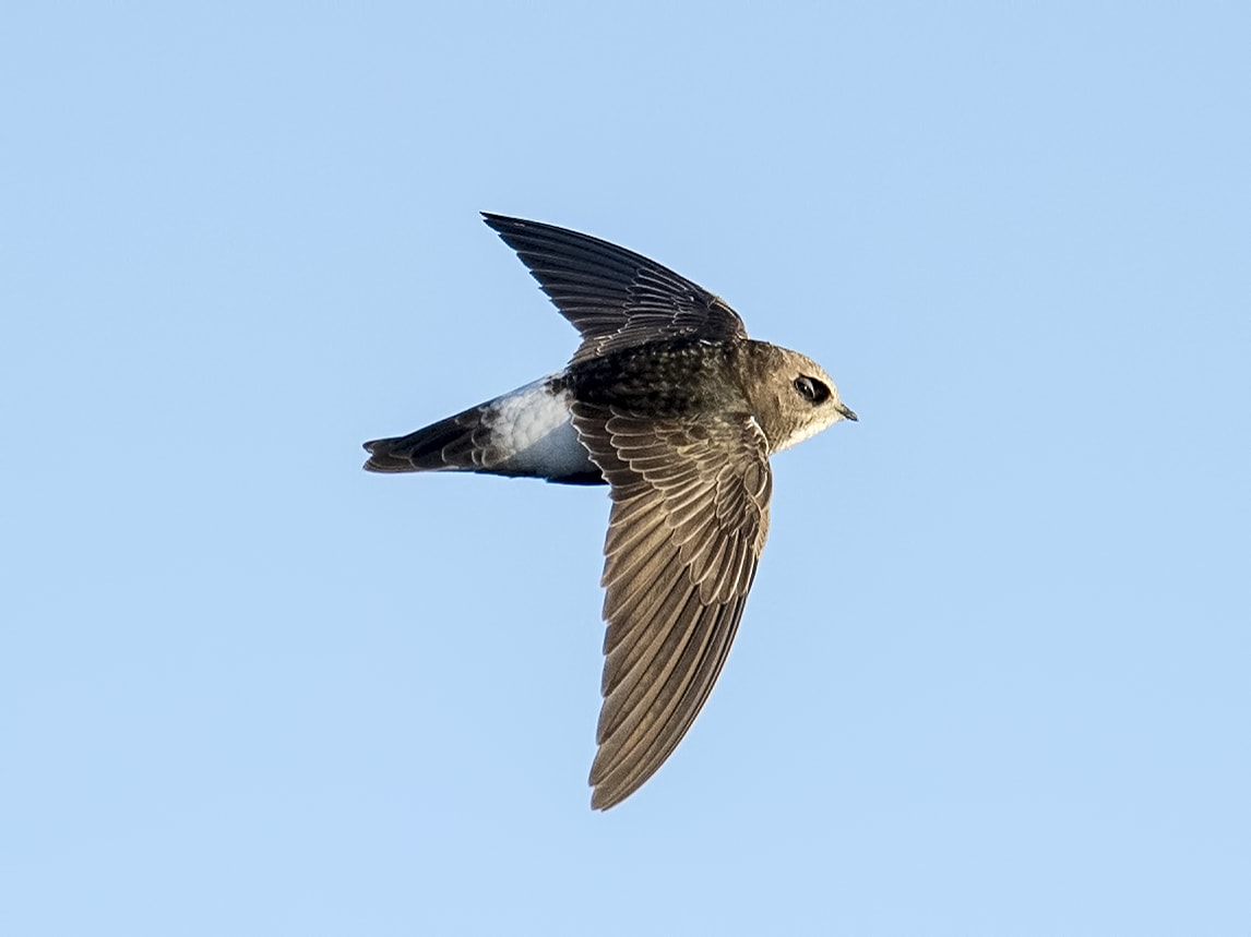 Little Swift by Brian Martin - BirdGuides