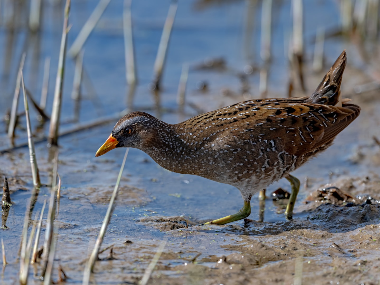 Spotted Crake by Brian Martin - BirdGuides