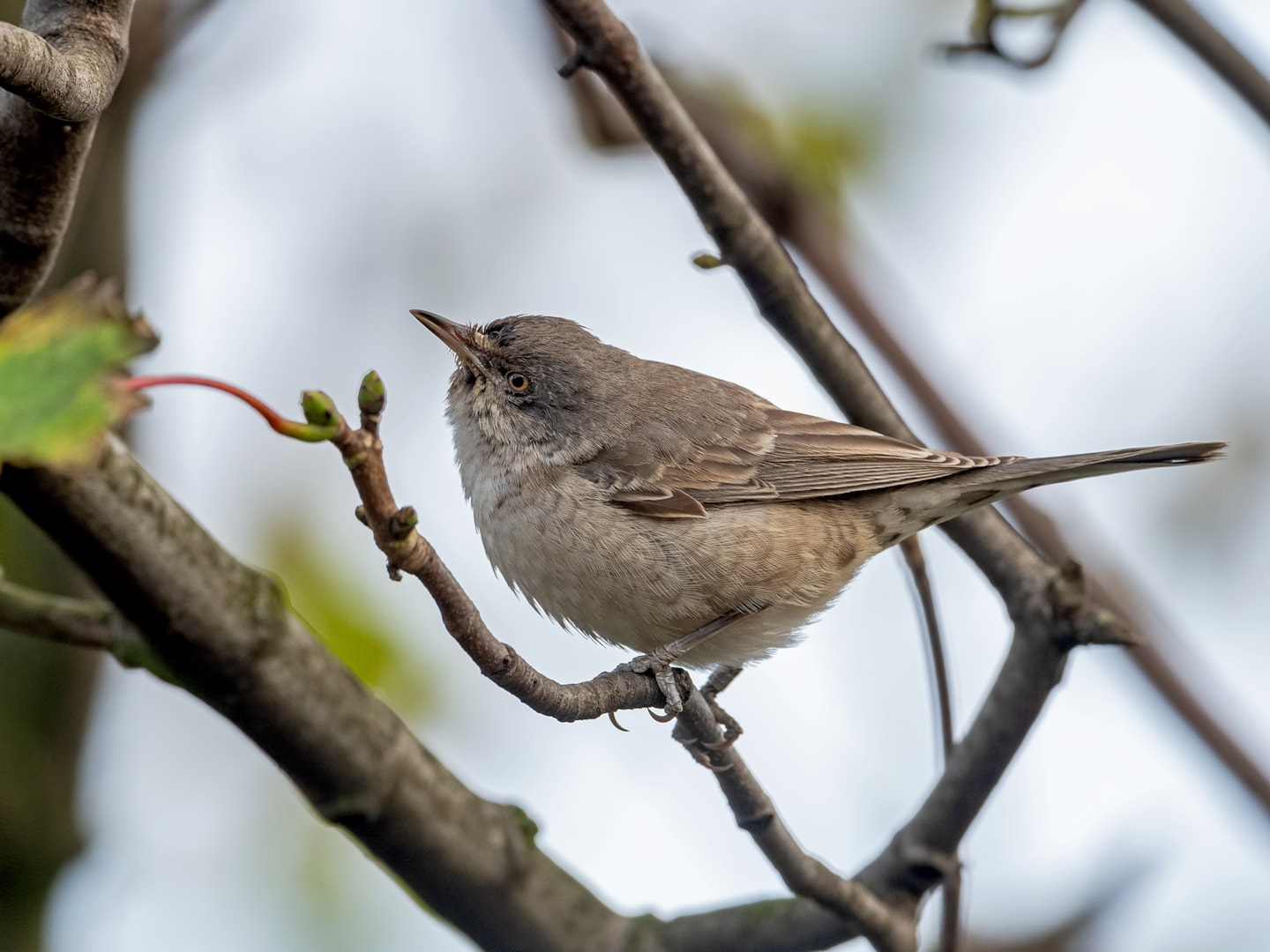 Barred Warbler by Brian Martin - BirdGuides