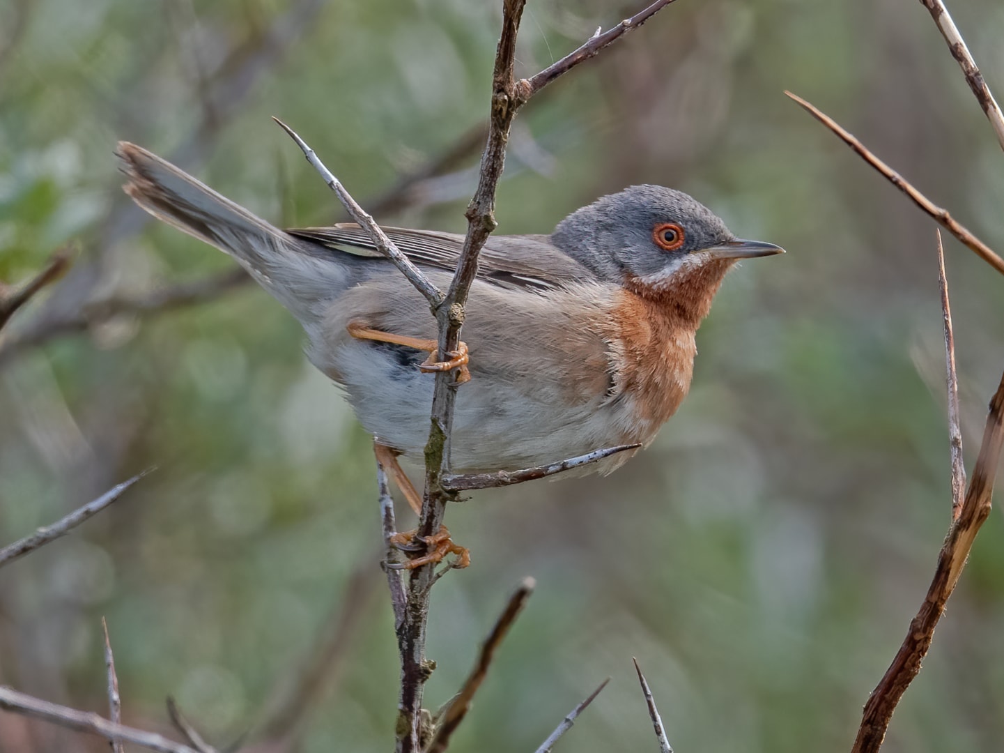 Eastern Subalpine Warbler by Brian Martin - BirdGuides
