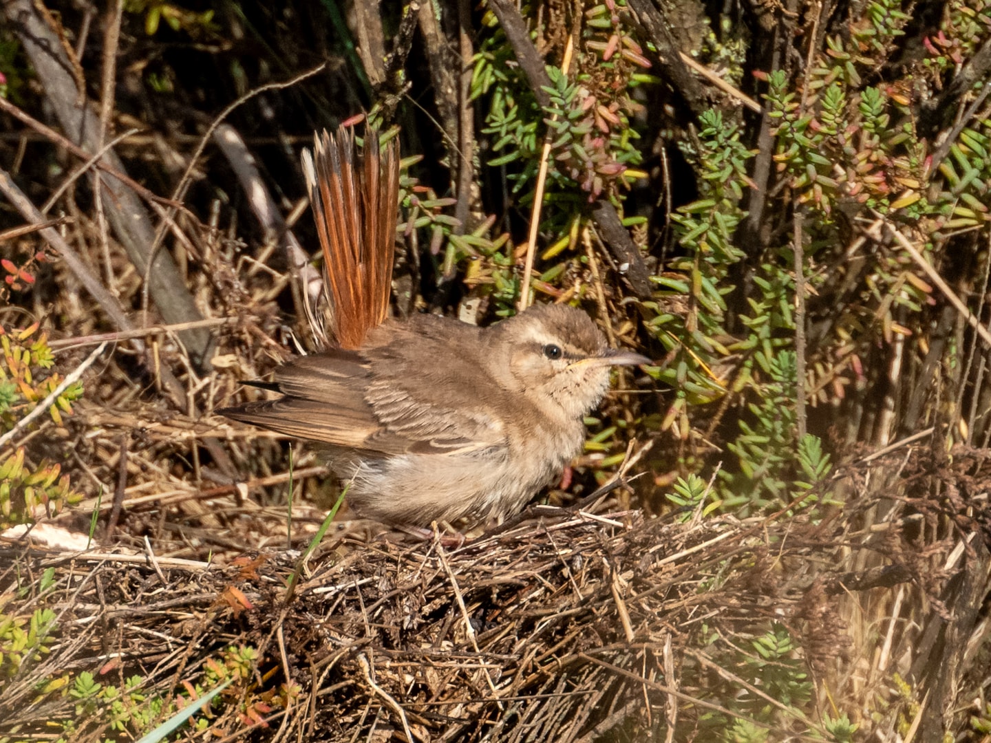 Rufous-tailed Scrub Robin by Brian Martin - BirdGuides