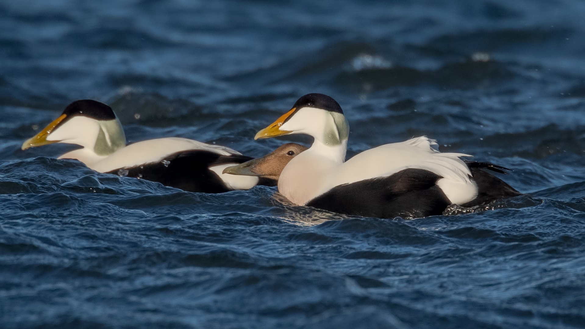 Northern Eider by Brian Martin - BirdGuides