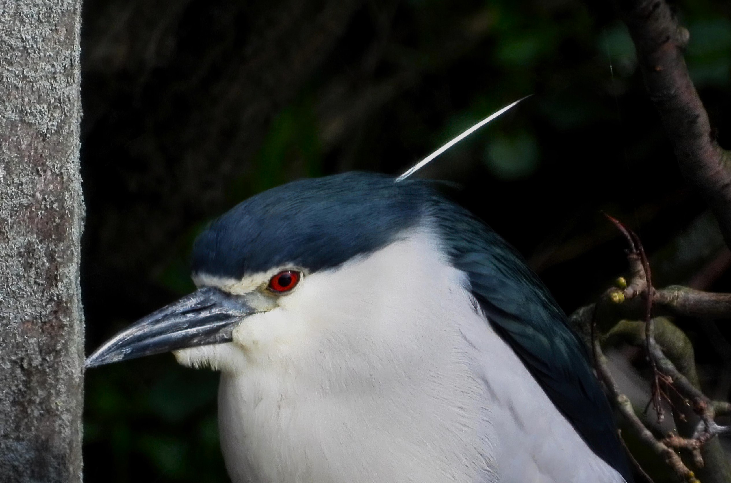 Black-crowned Night Heron by Stephen Pogson - BirdGuides