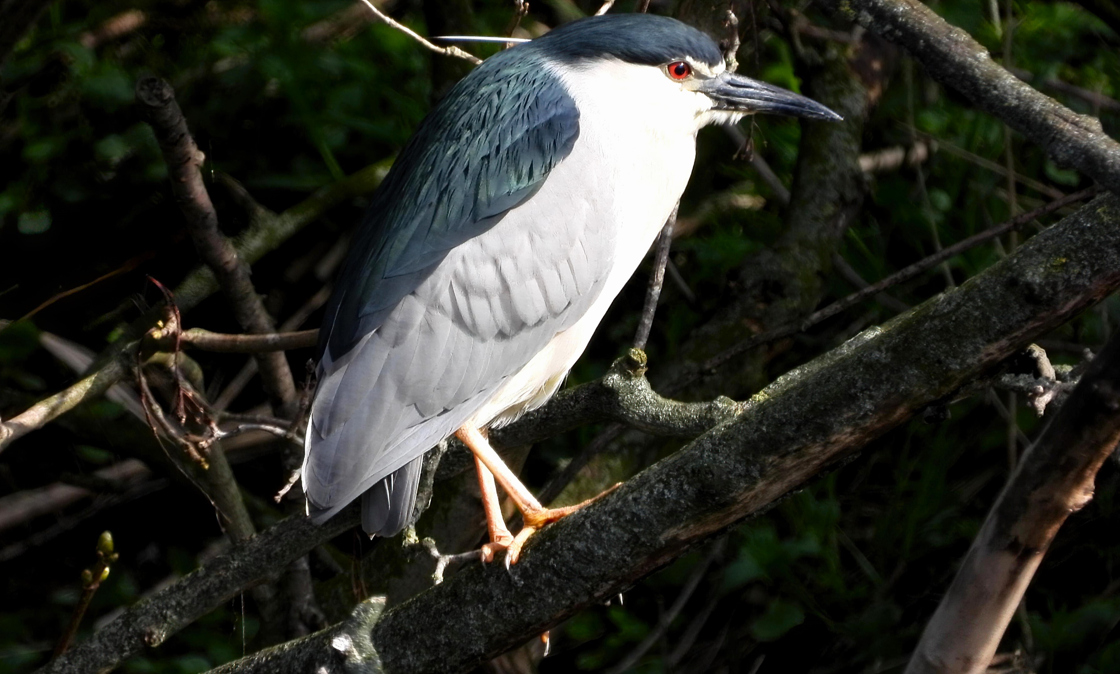 Black-crowned Night Heron by Stephen Pogson - BirdGuides