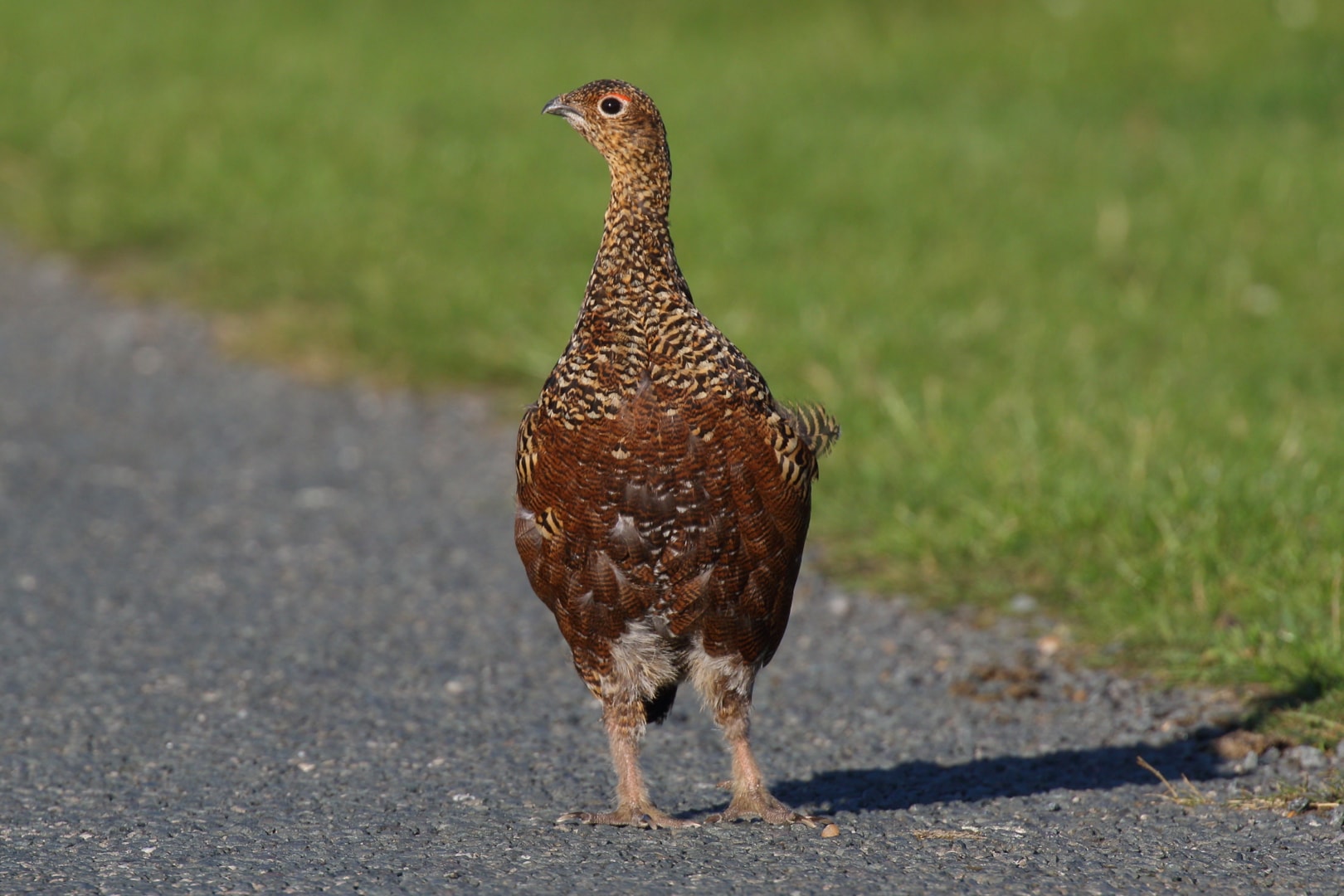 Red Grouse by Alan Jack - BirdGuides