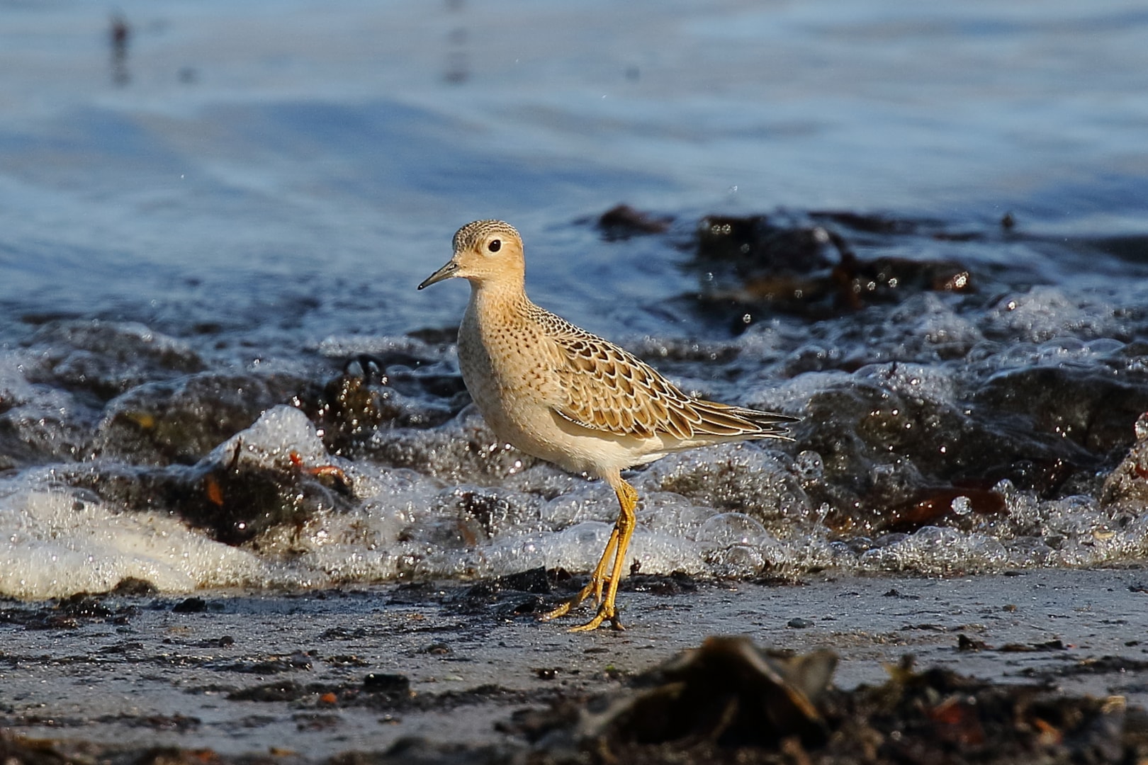 Buff-breasted Sandpiper by Alan Jack - BirdGuides