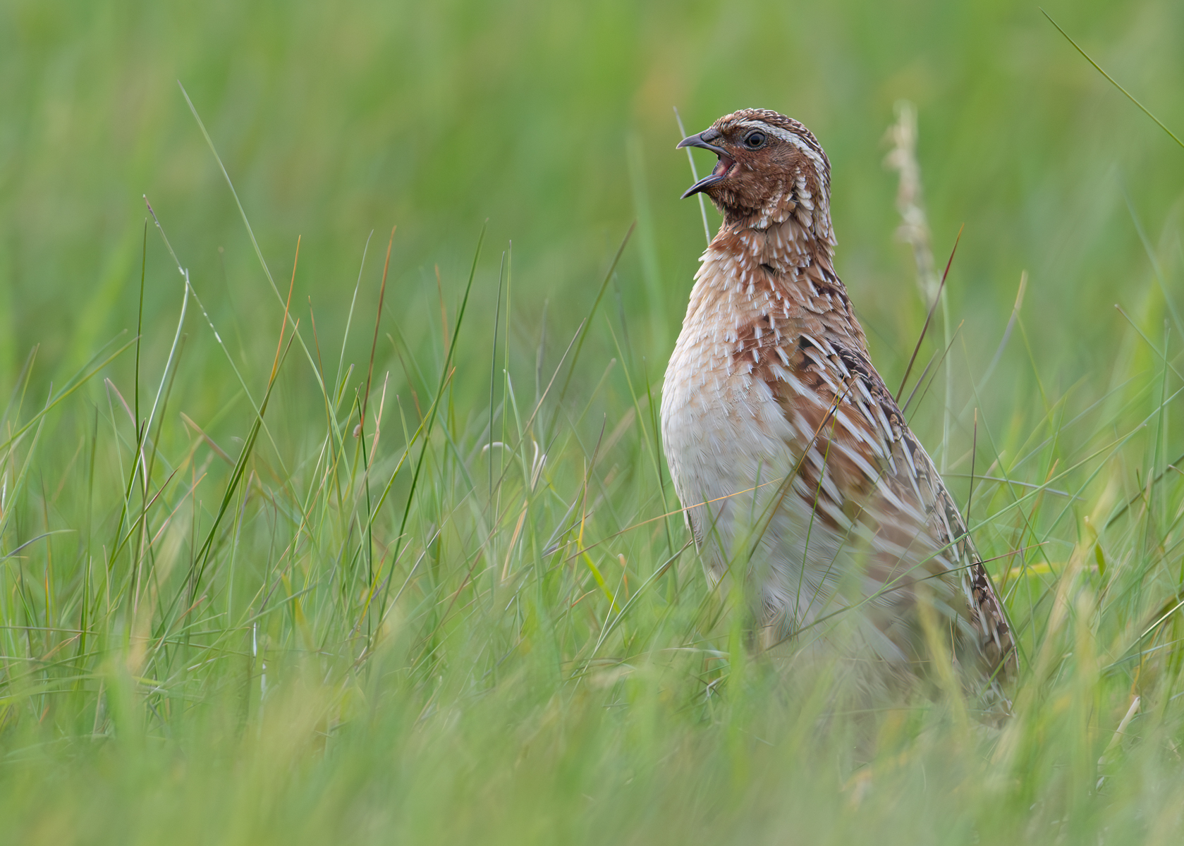 Common Quail by Chris Griffin - BirdGuides