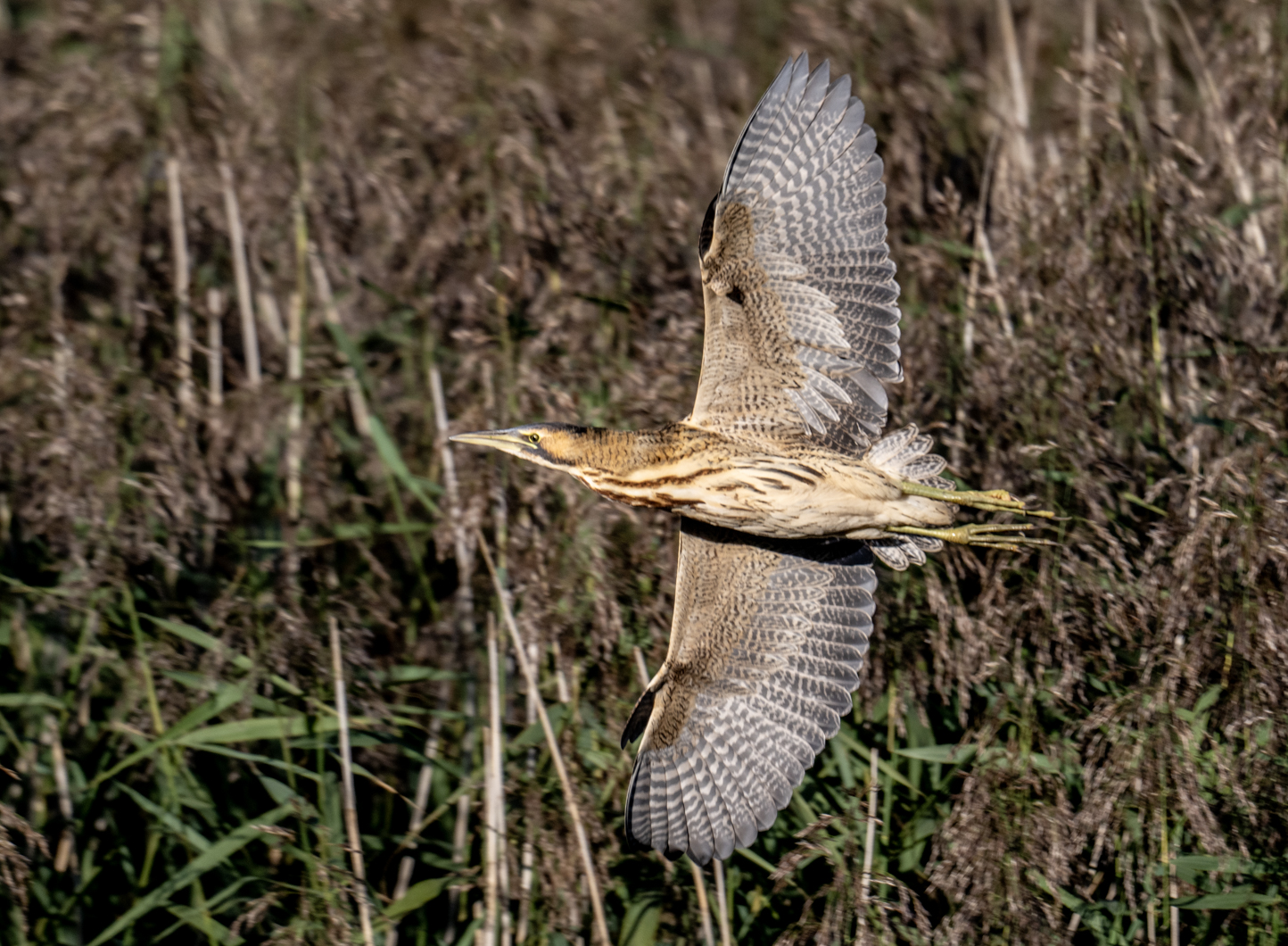 Eurasian Bittern by Morgan Stephenson - BirdGuides