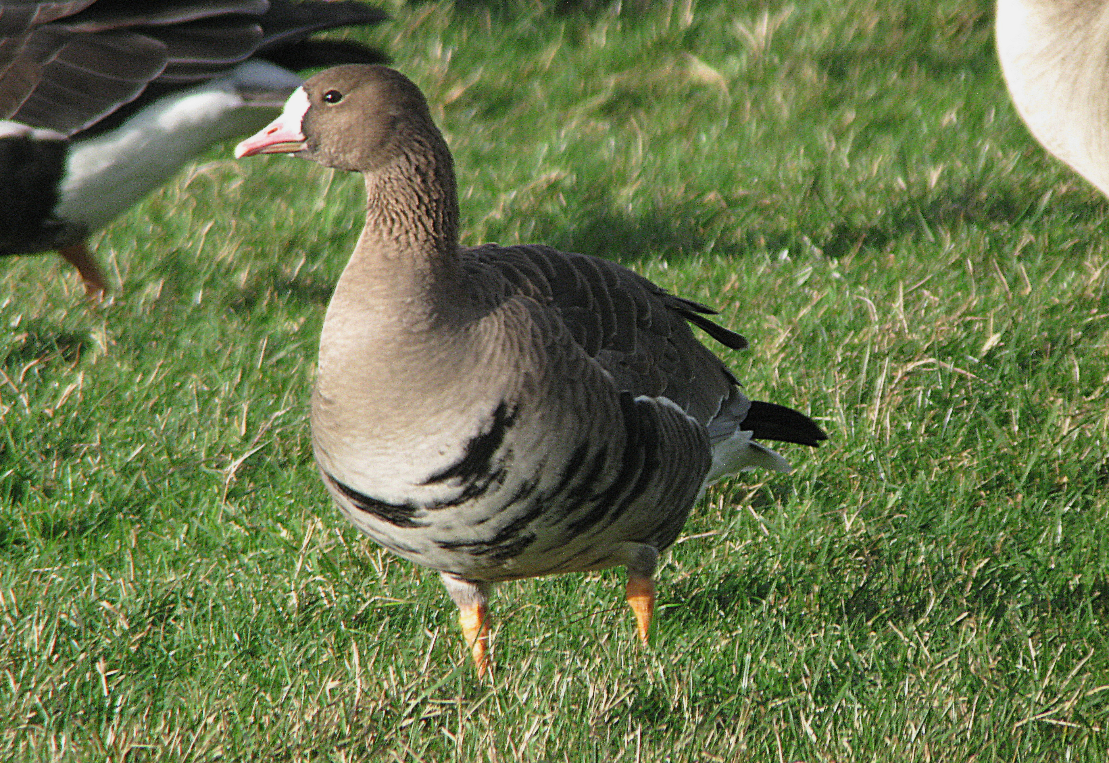 Russian White-fronted Goose by Mark Fanshawe - BirdGuides