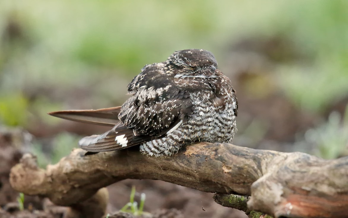 Common Nighthawk by Tony Davison - BirdGuides