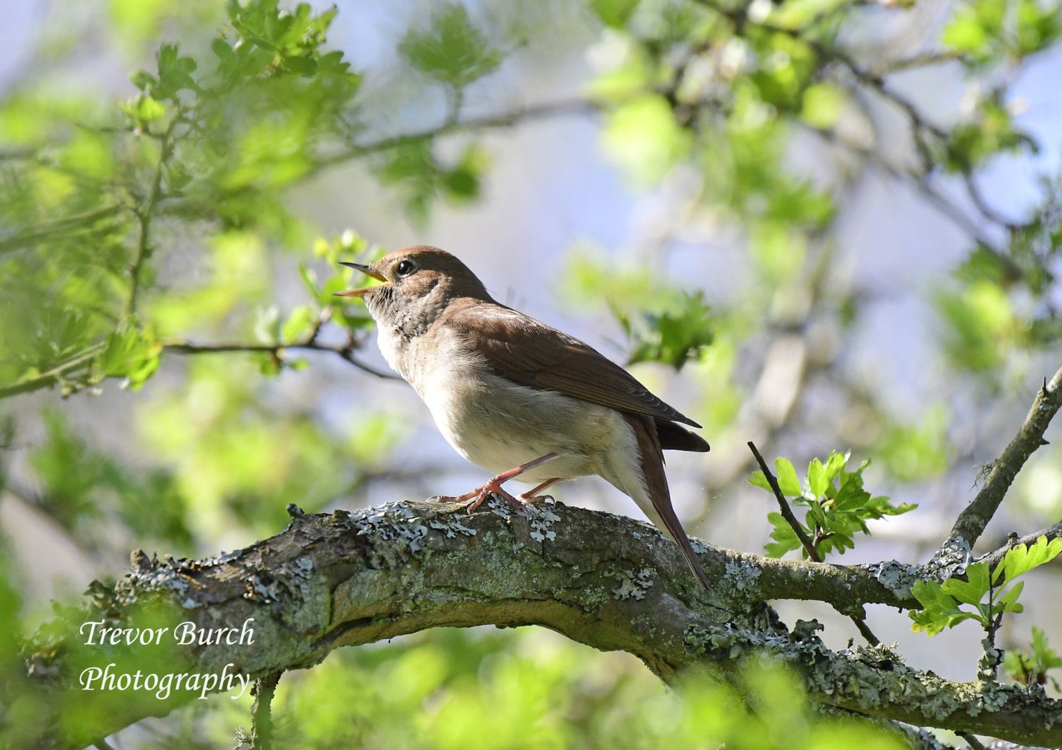 Common Nightingale by Trevor Burch - BirdGuides