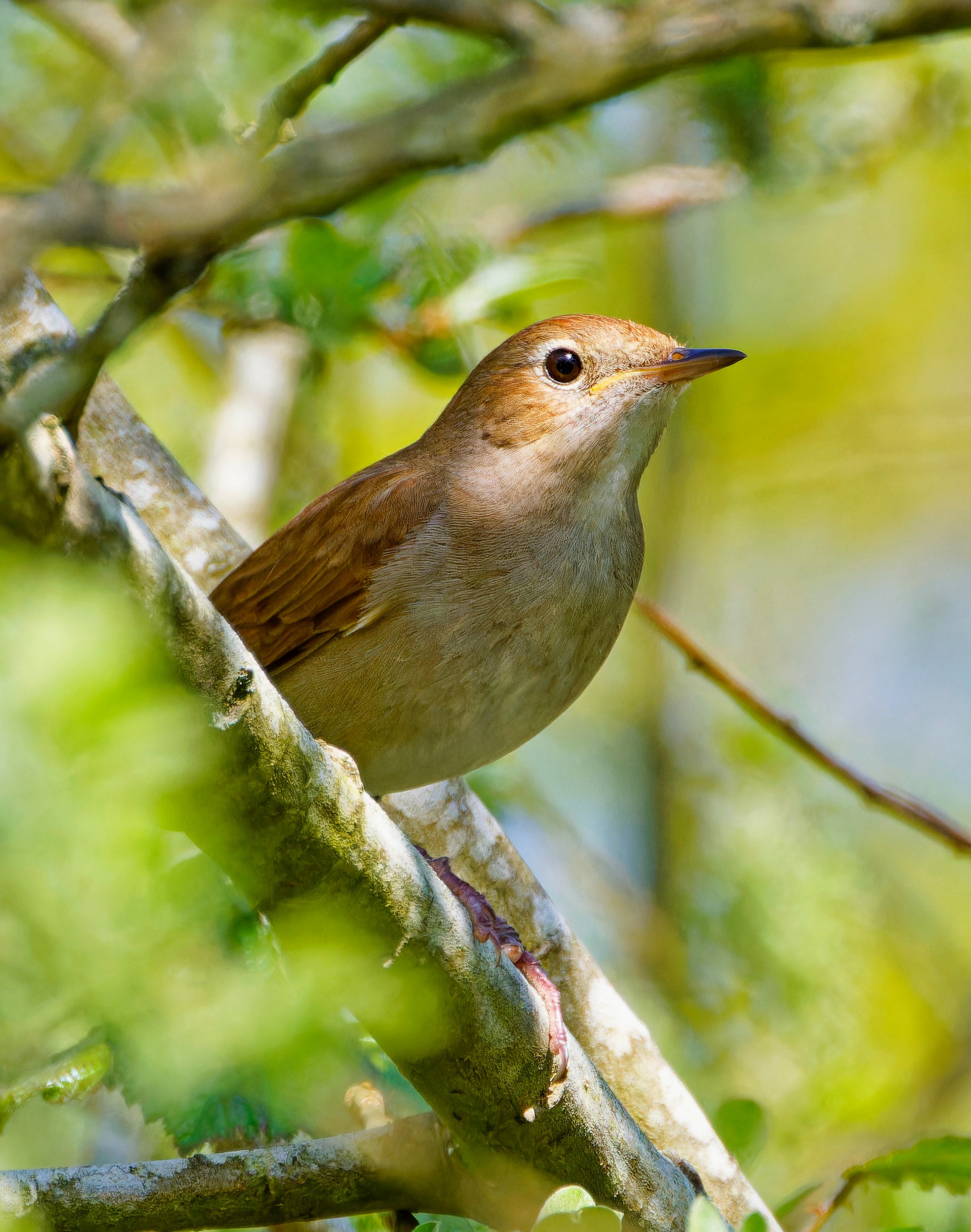 Common Nightingale by George Ewart - BirdGuides