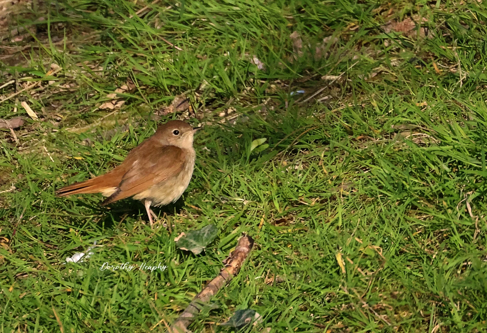 Sighting Report - BirdGuides