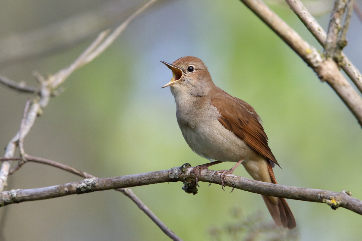 Nightingale habitat saved after public outcry - BirdGuides