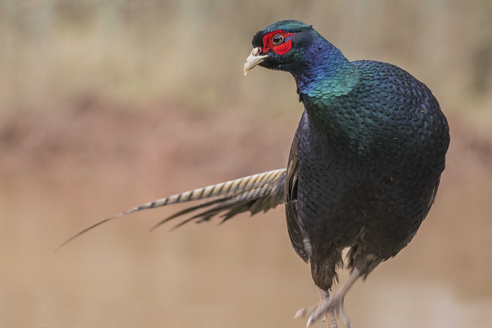 Common Pheasant by Robert Hart - BirdGuides