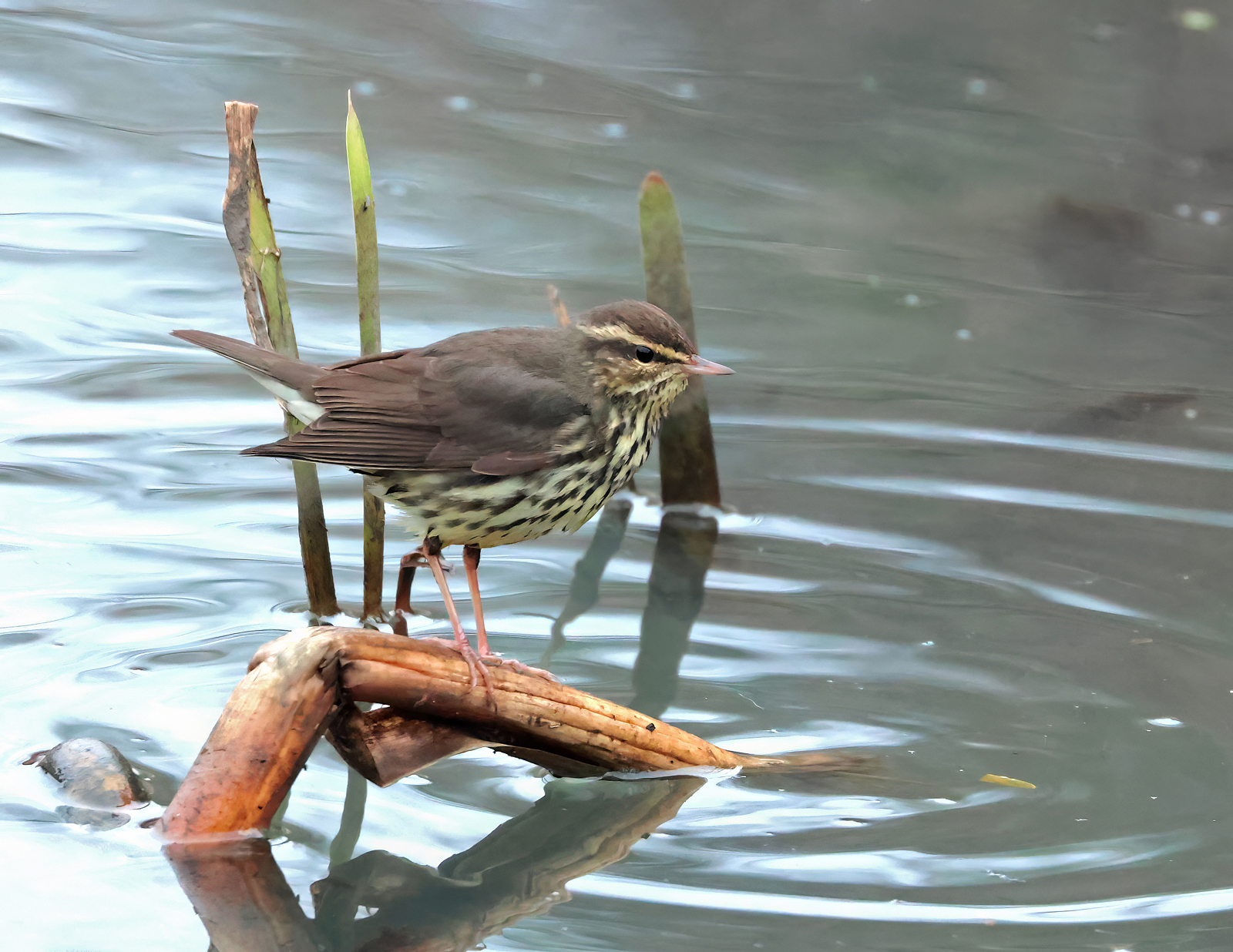 Northern Waterthrush by Darren Chapman - BirdGuides