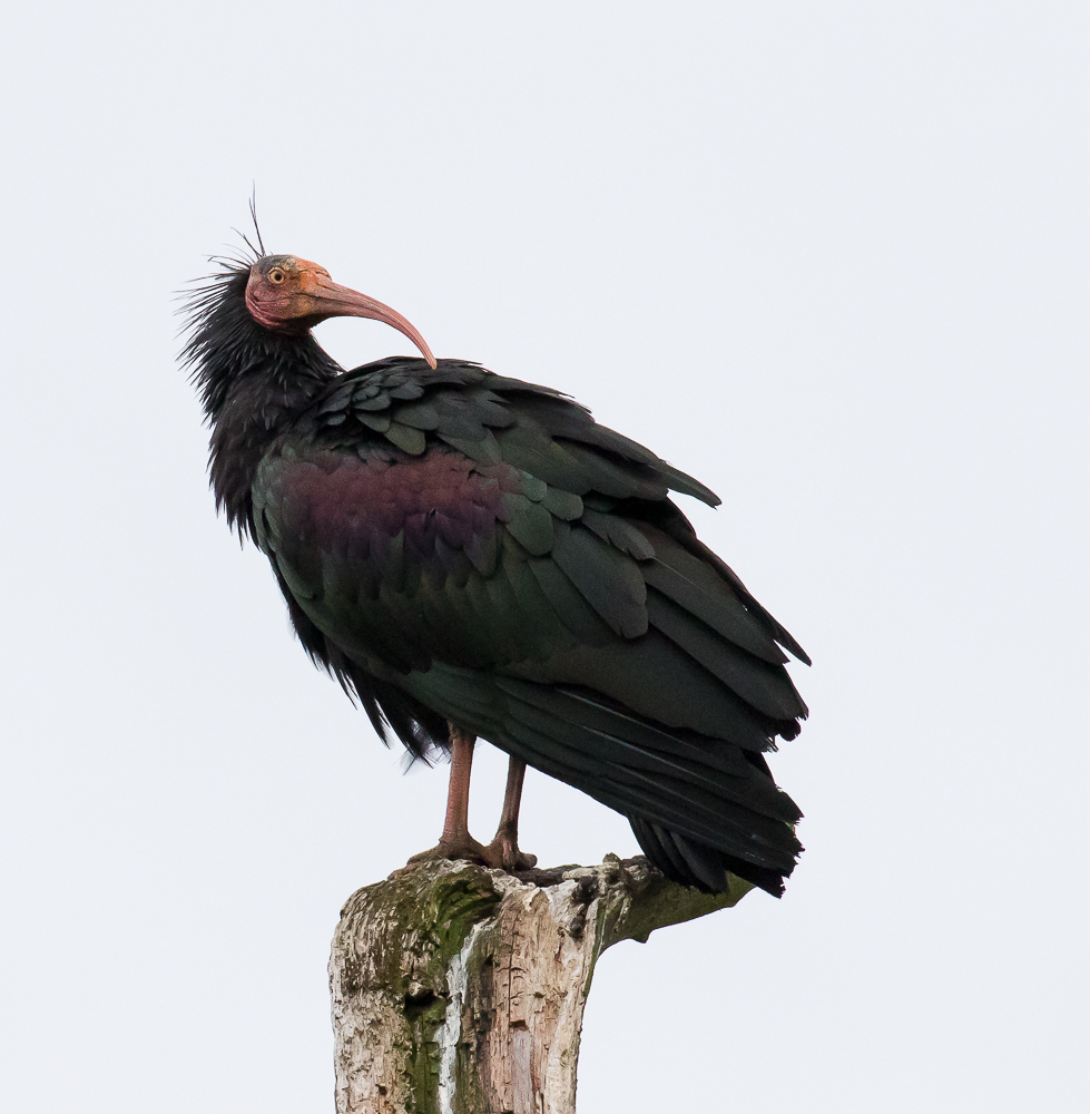 Details : Northern Bald Ibis - BirdGuides