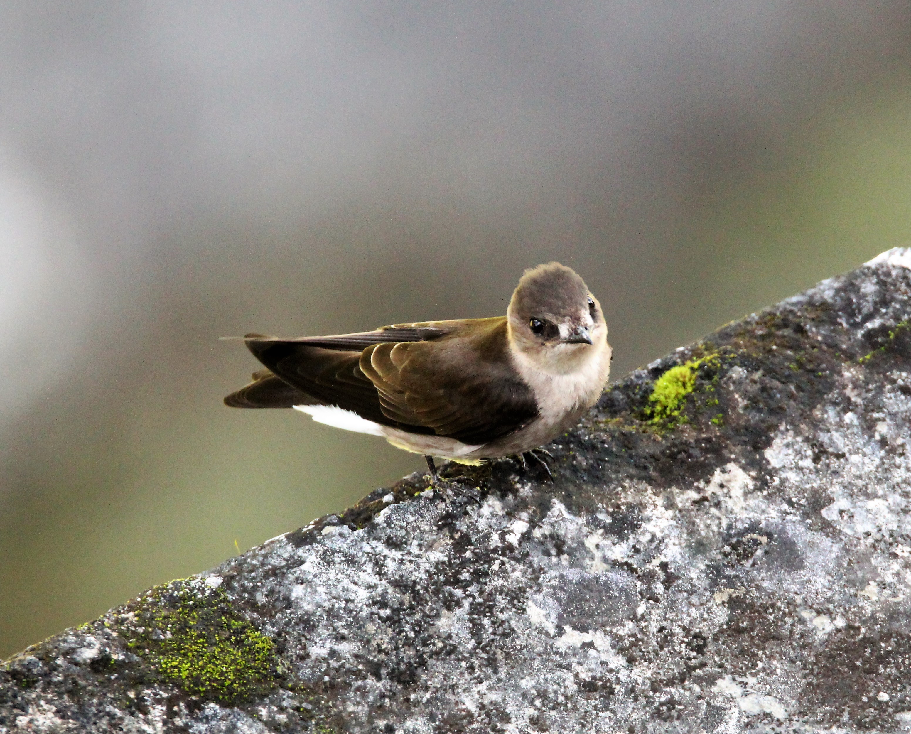 Details : Northern Rough-winged Swallow - BirdGuides