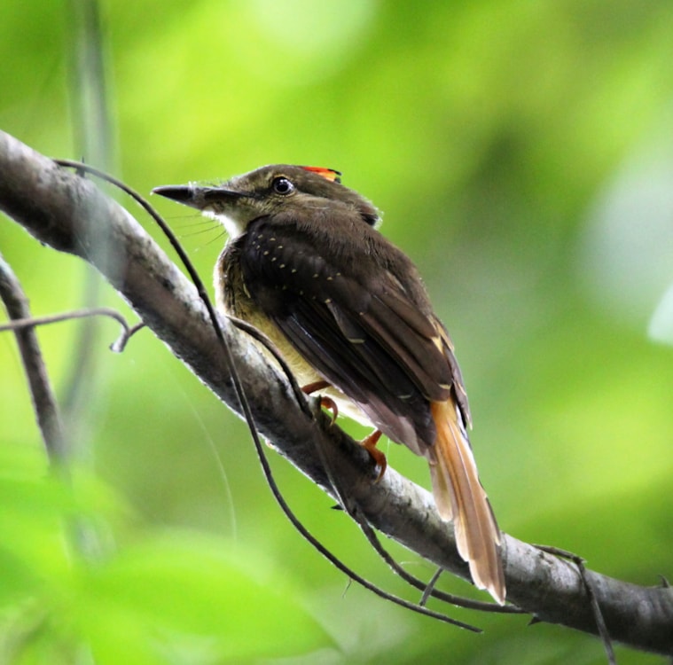 Northern Royal Flycatcher by Phil Ellis - BirdGuides