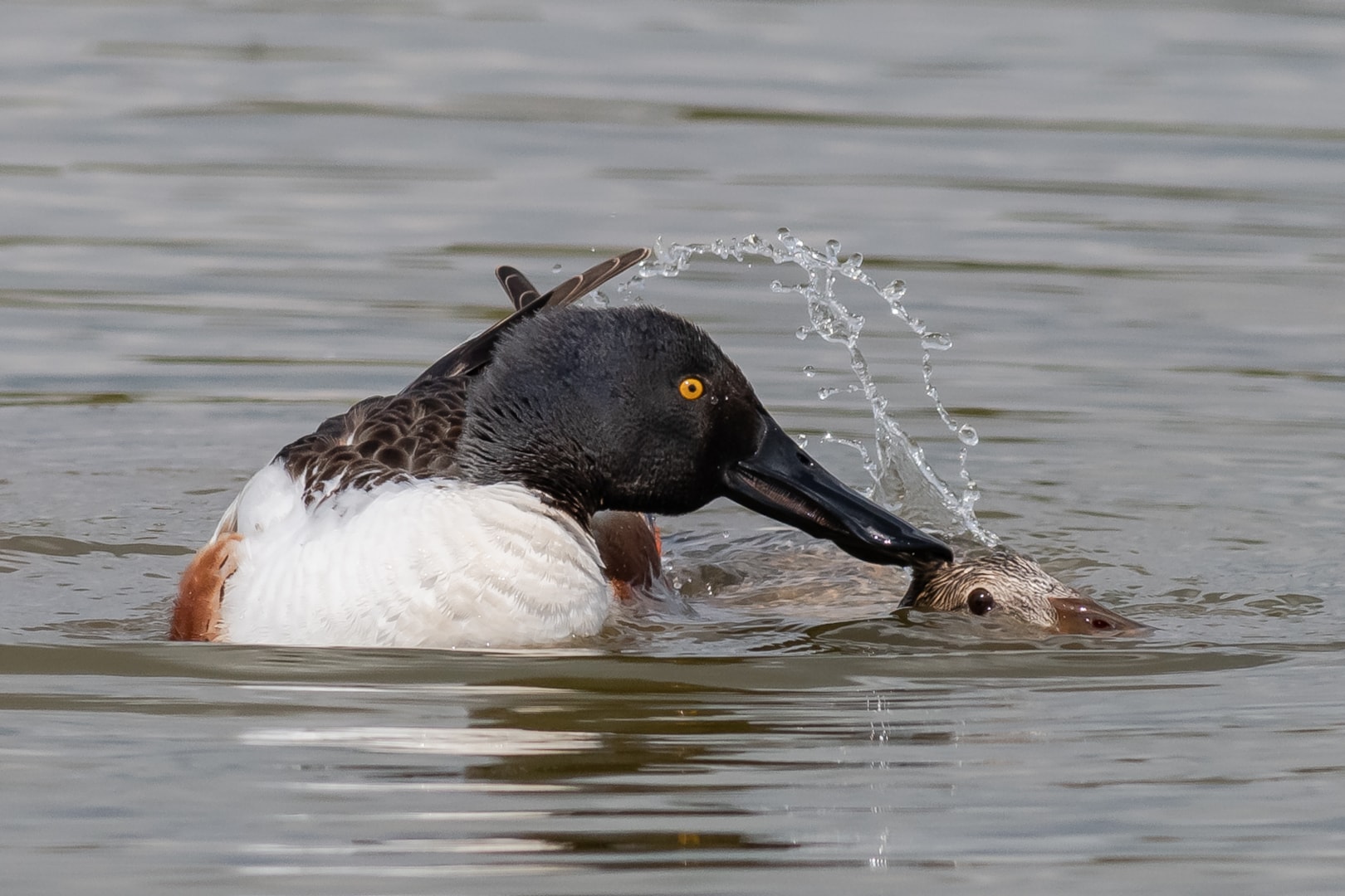 Northern Shoveler by Geoff Snowball - BirdGuides