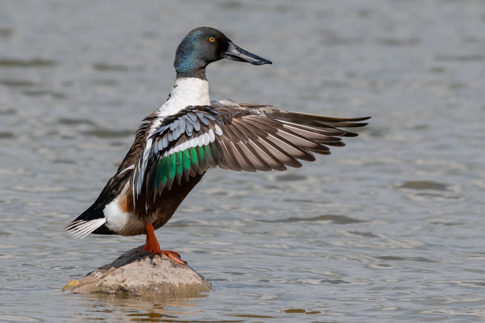 Northern Shoveler by Geoff Snowball - BirdGuides