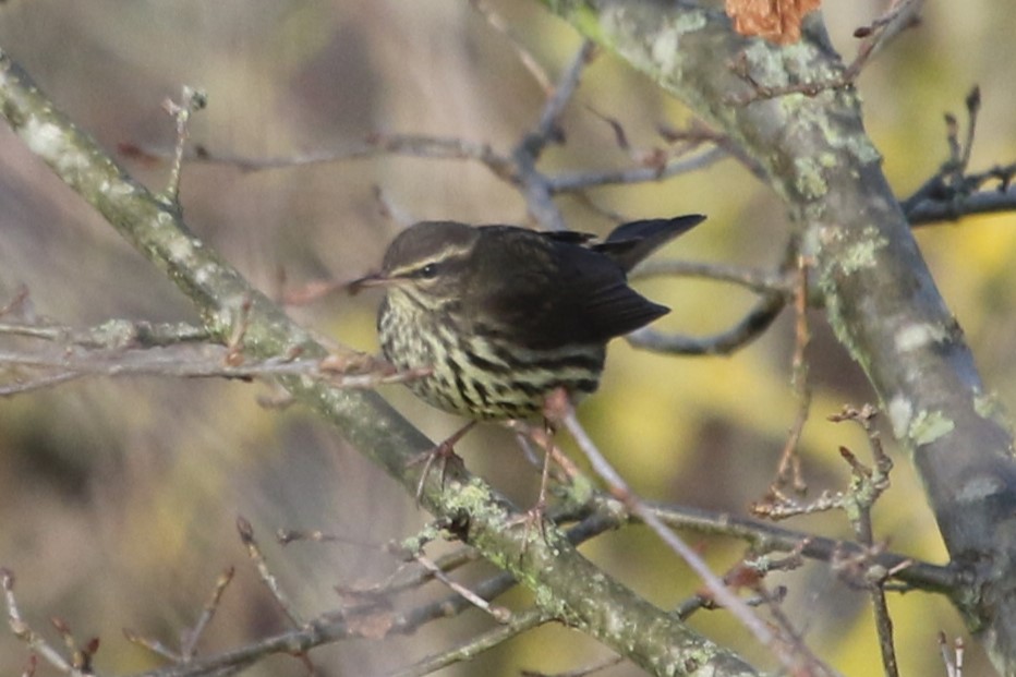 Northern Waterthrush by Mark Lopez - BirdGuides