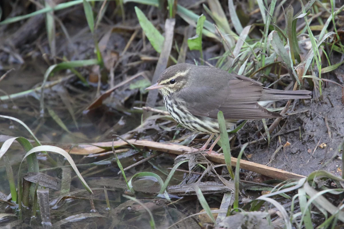 Details : Northern Waterthrush - BirdGuides