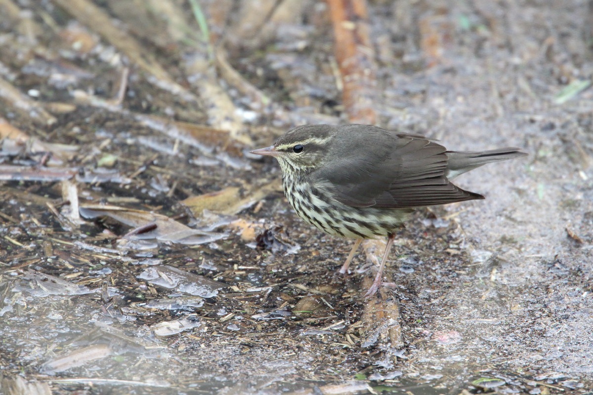 Northern Waterthrush by Chris Mayne - BirdGuides