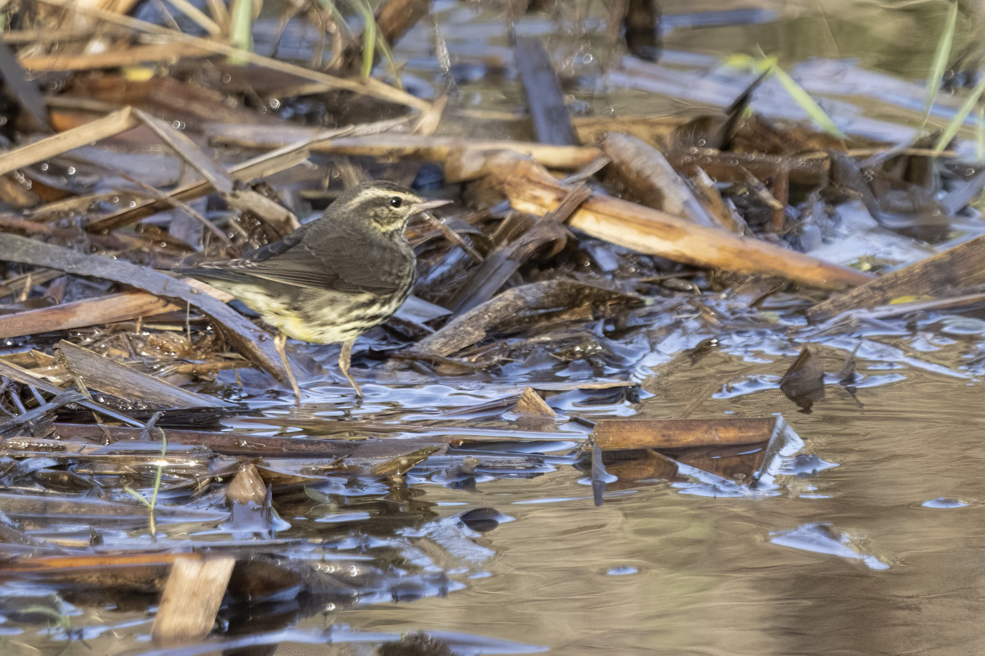 Northern Waterthrush by Neil Hughes - BirdGuides