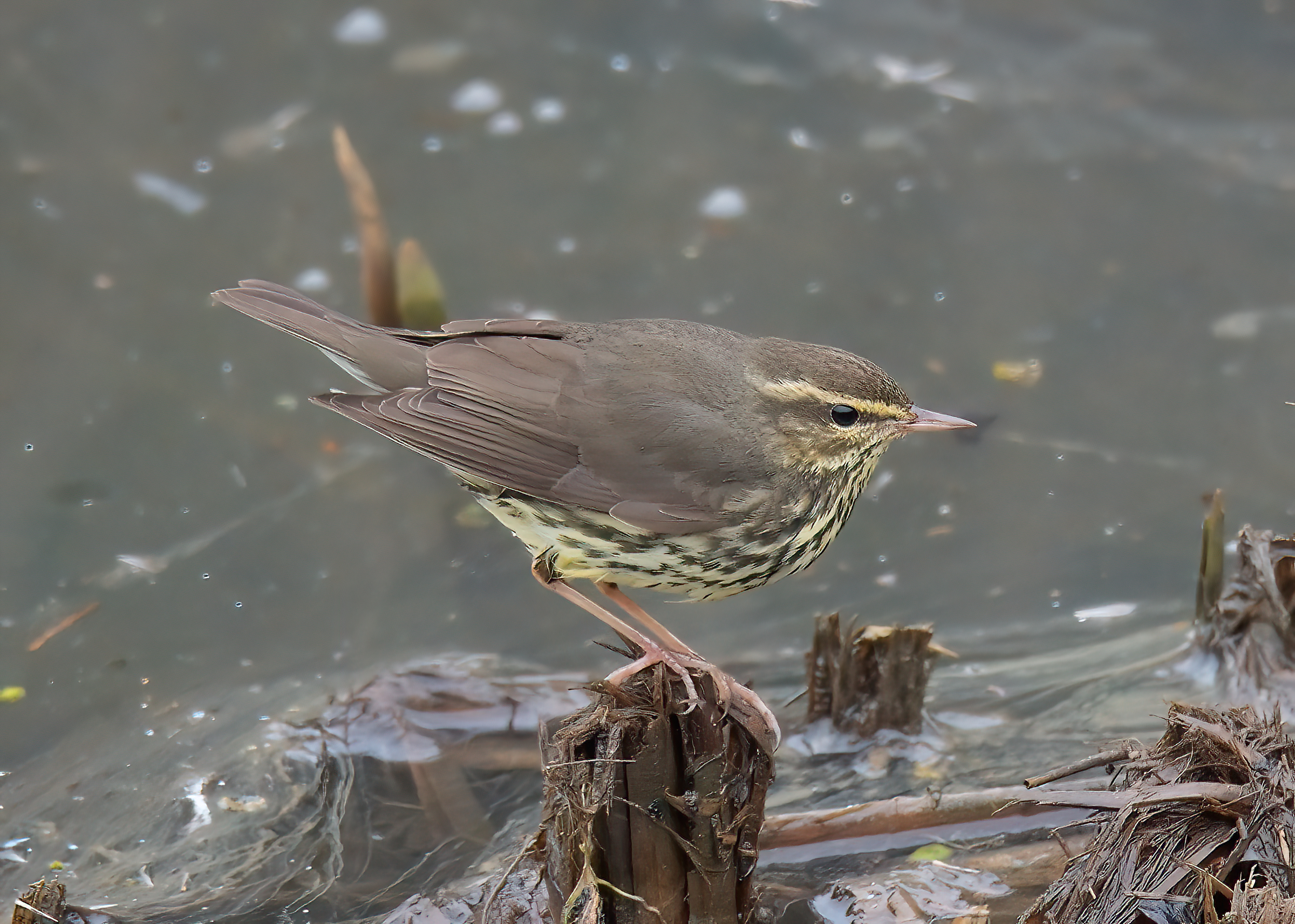 Northern Waterthrush by Dennis Morrison - BirdGuides