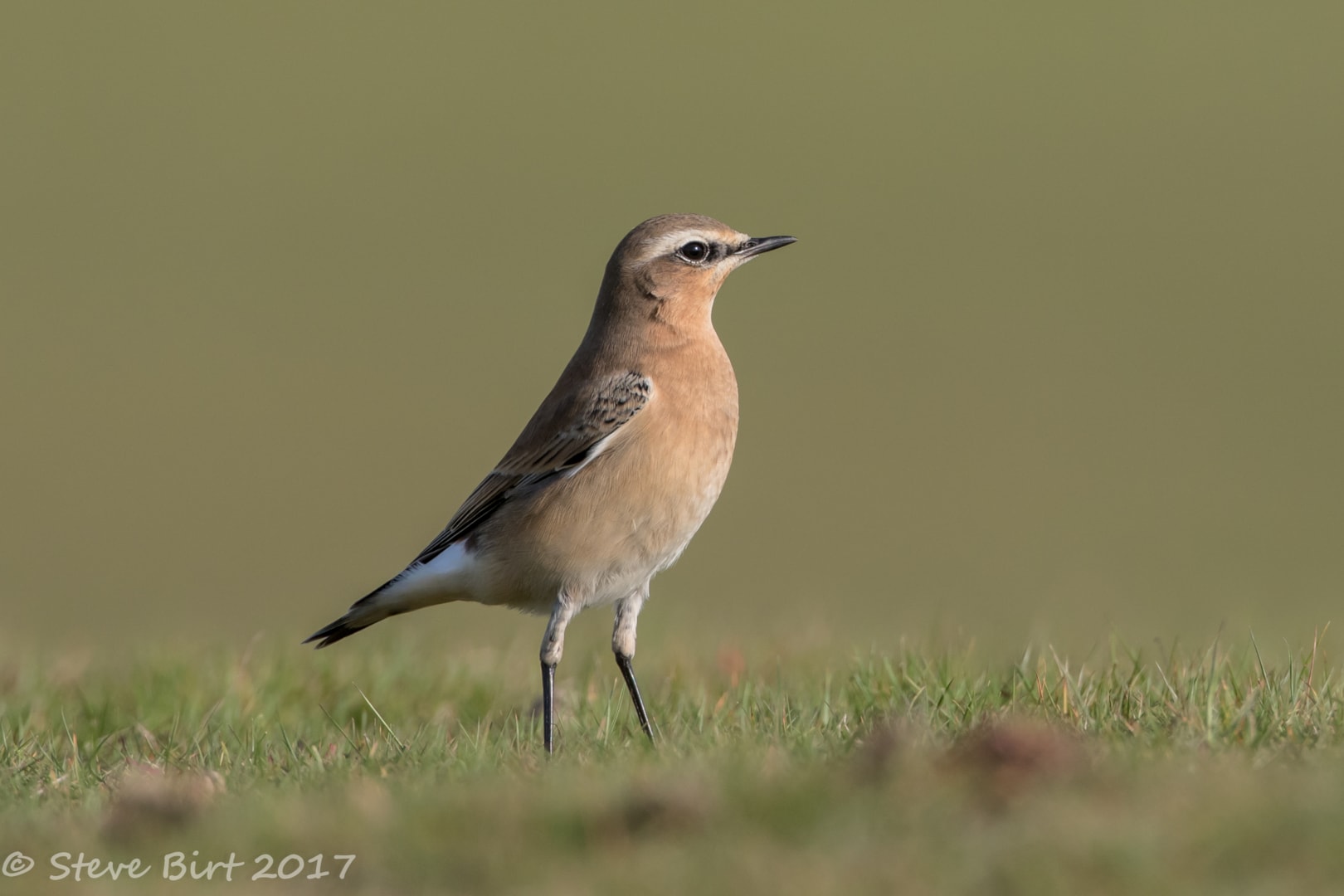 Northern Wheatear by Steve Birt - BirdGuides