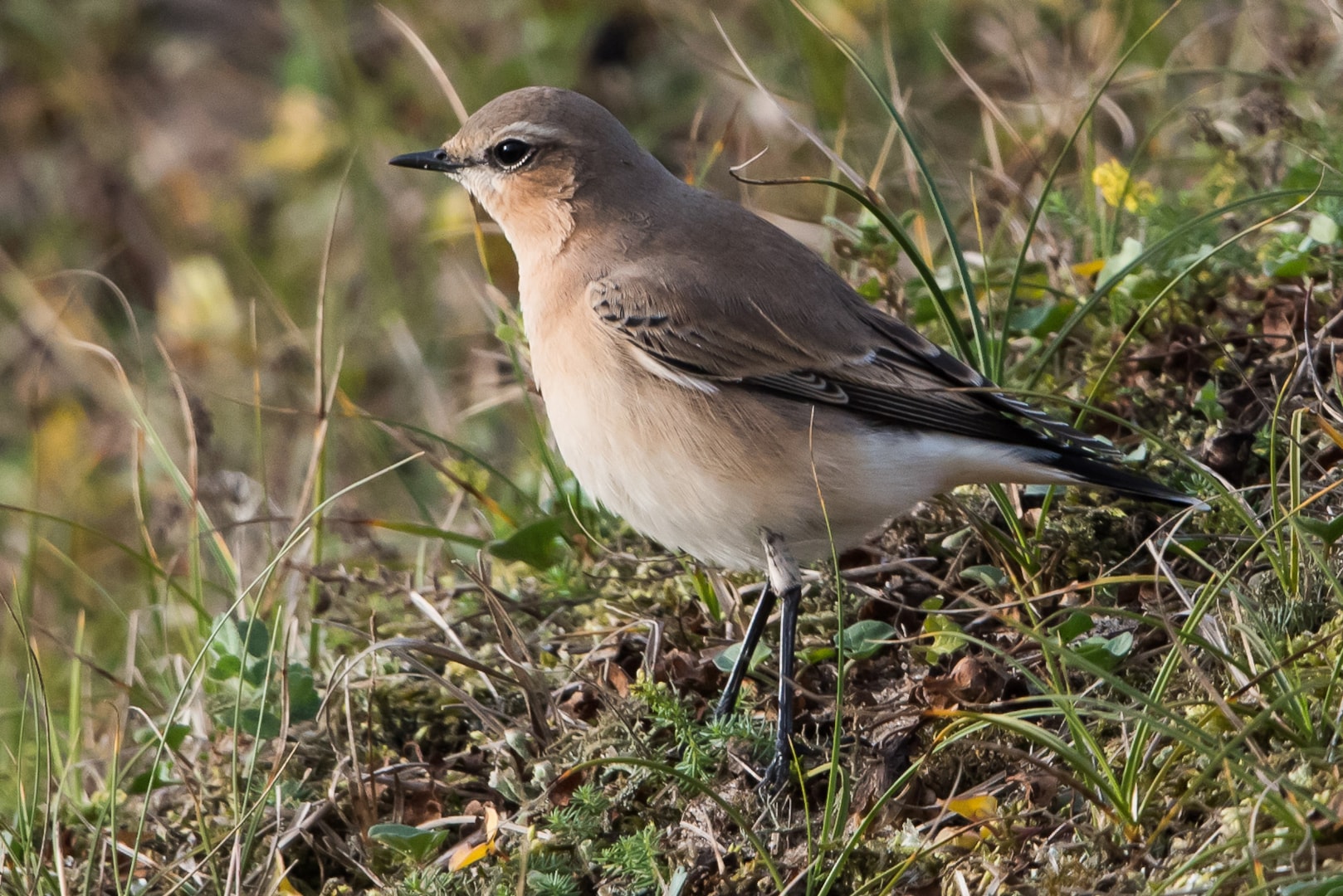 Northern Wheatear by Jim Mountain - BirdGuides