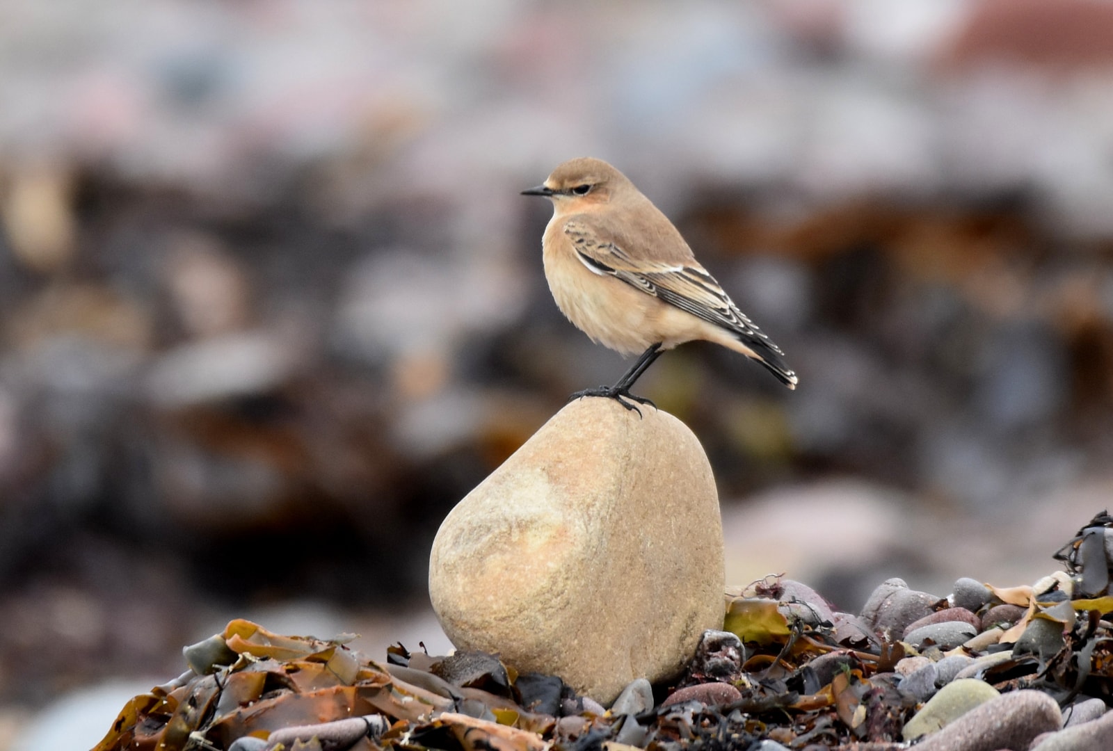 Northern Wheatear by Lukasz Pulawski - BirdGuides