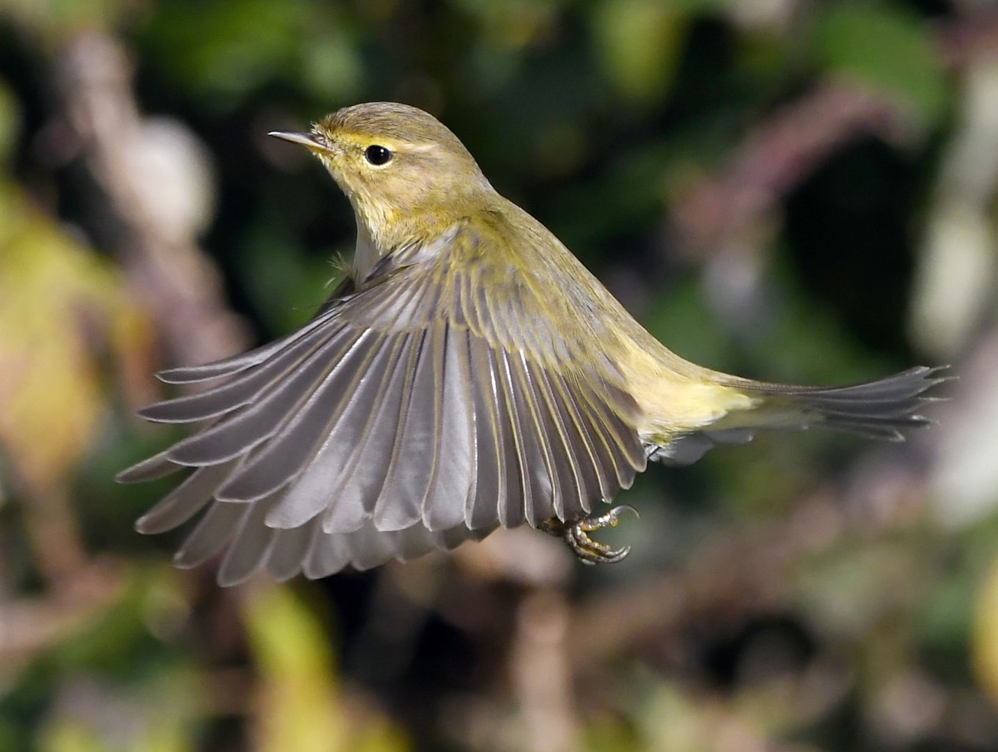 Common Chiffchaff by Carl Bovis - BirdGuides