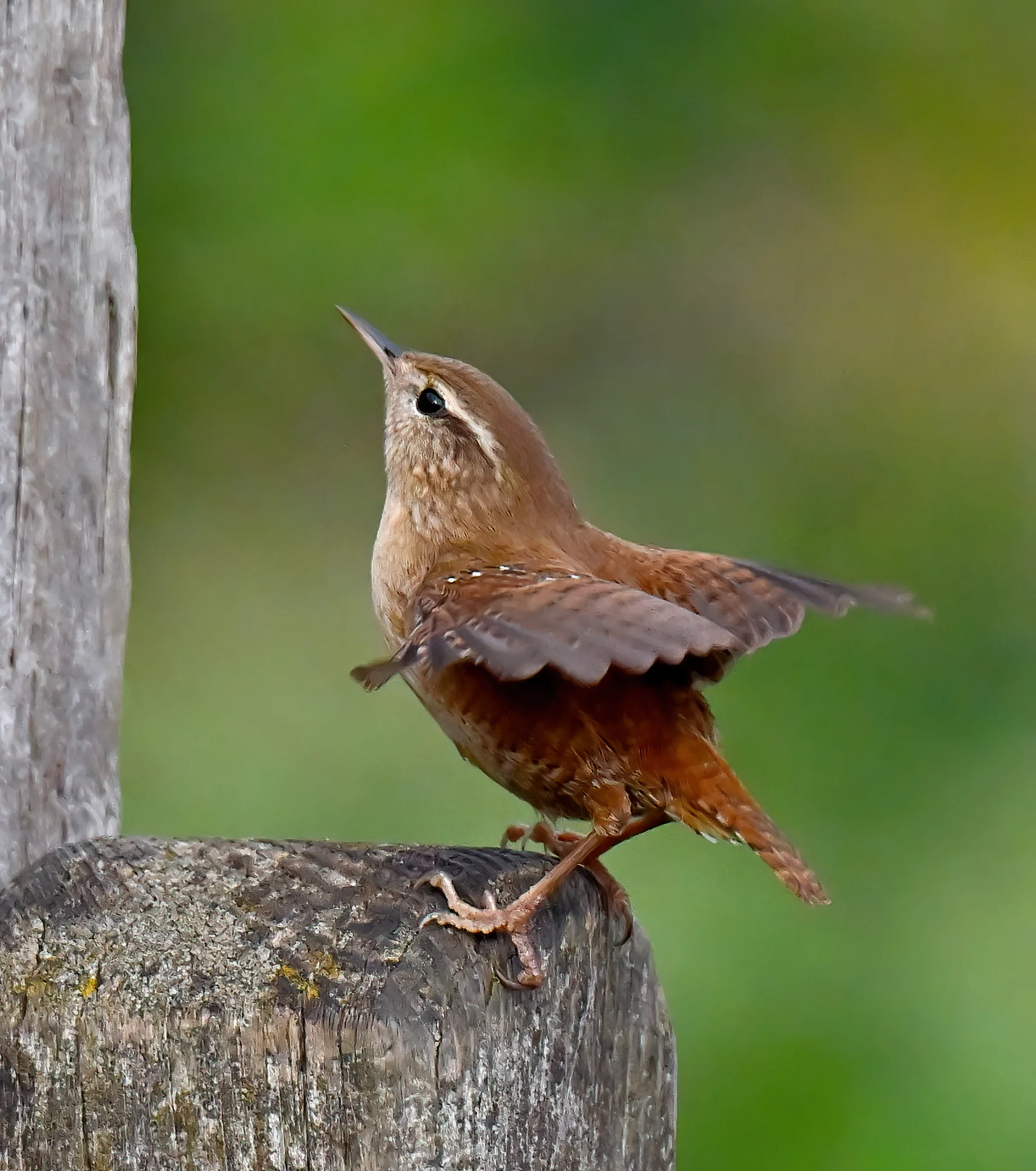 Details : Eurasian Wren - BirdGuides