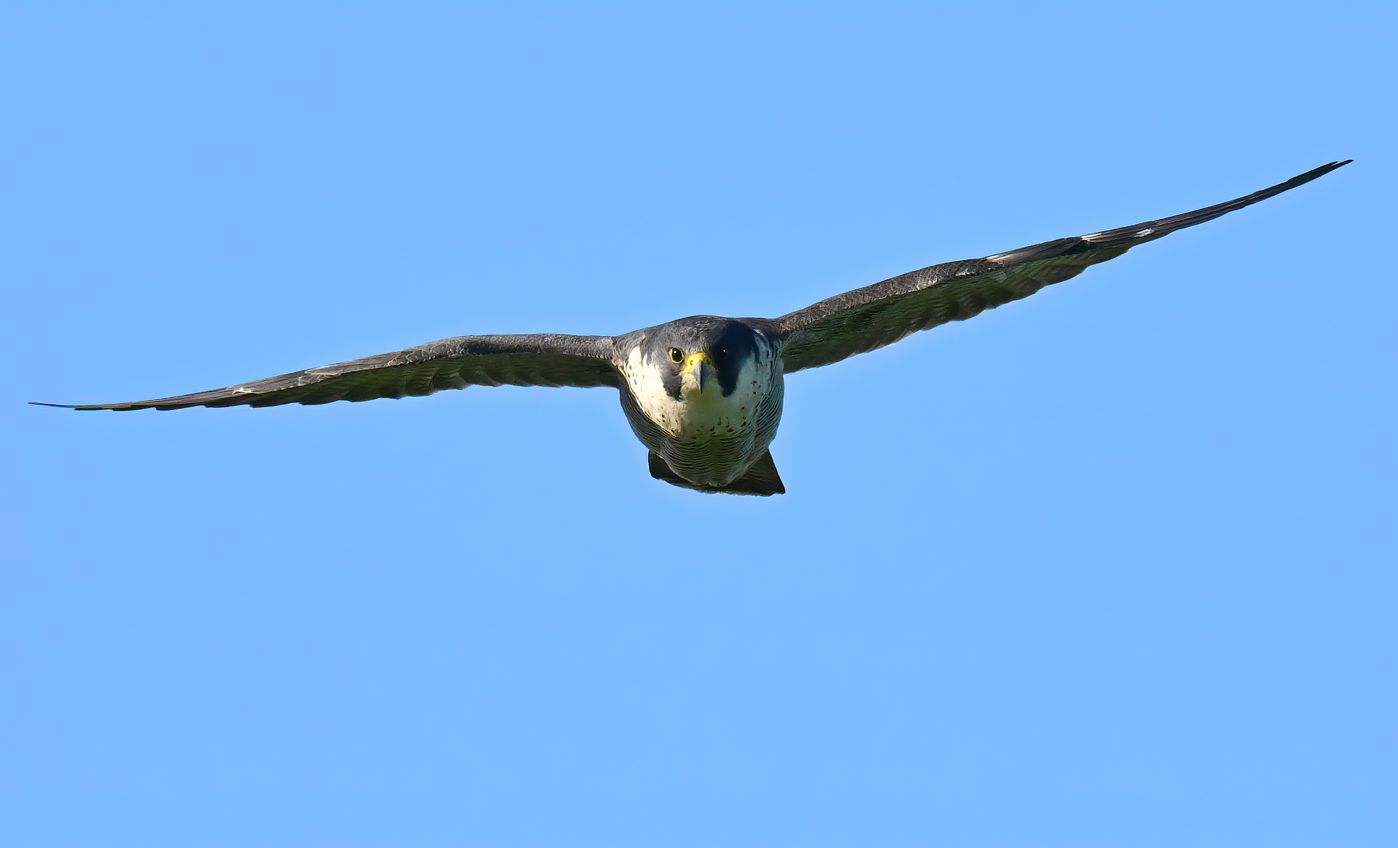 Peregrine Falcon by Carl Bovis - BirdGuides