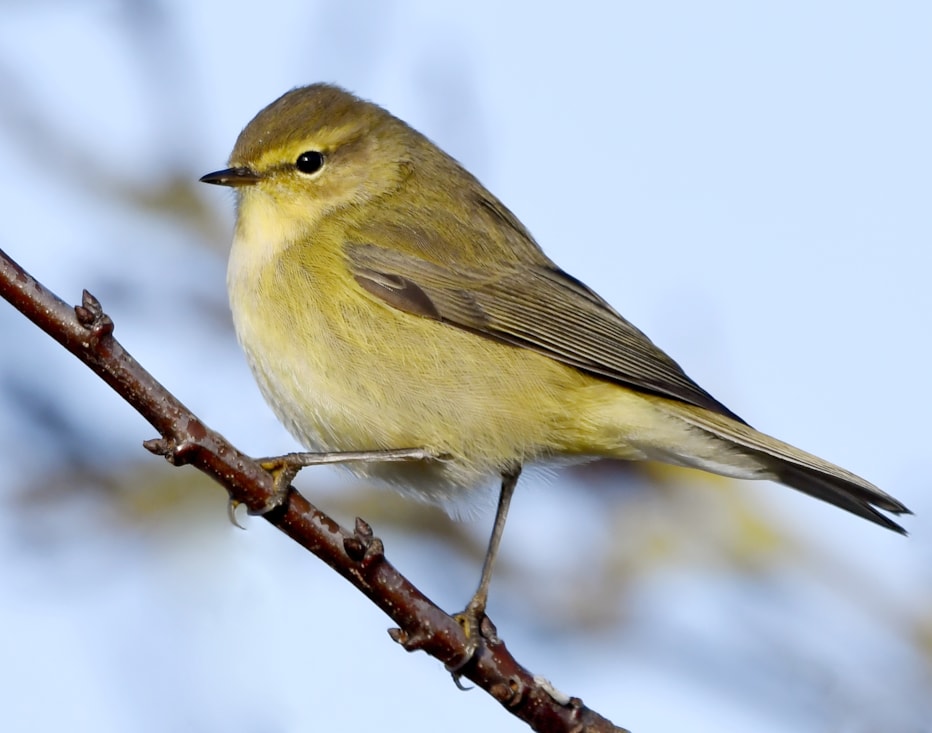 Common Chiffchaff by Carl Bovis - BirdGuides