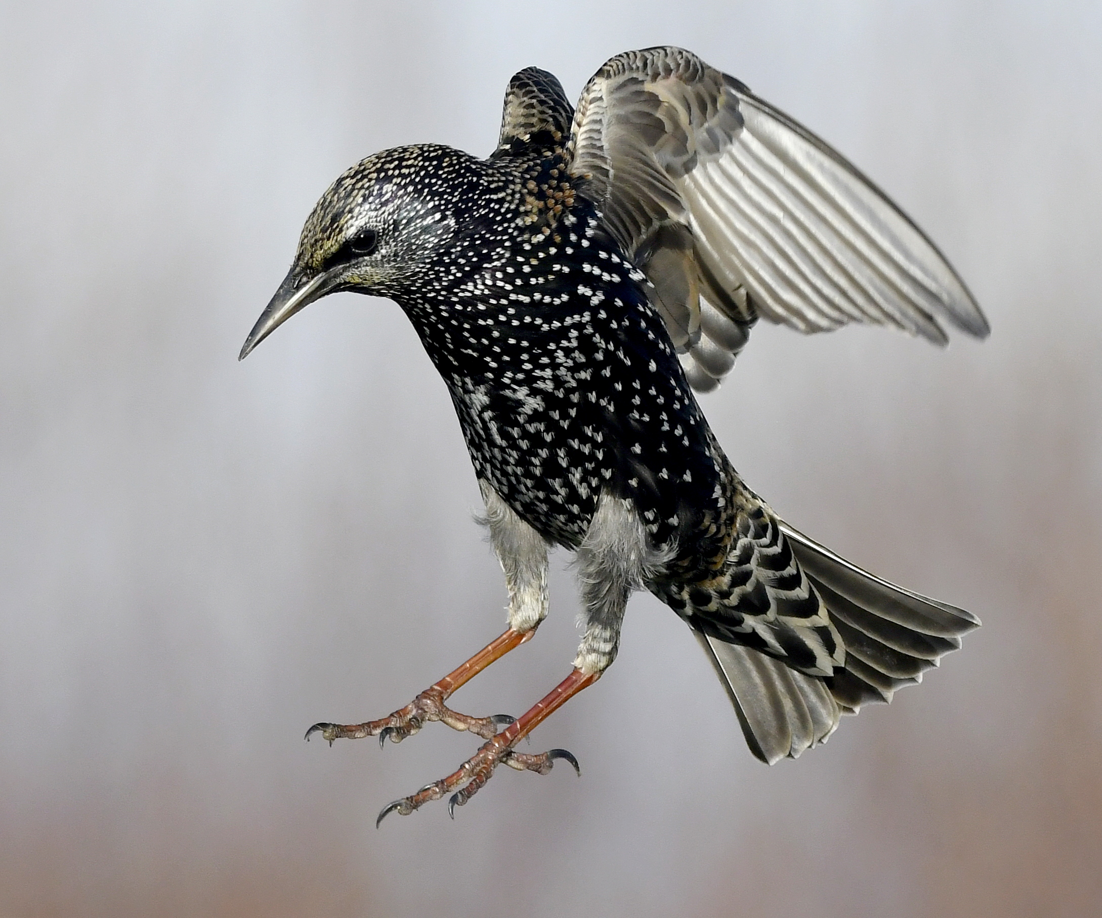 Details : Common Starling - BirdGuides