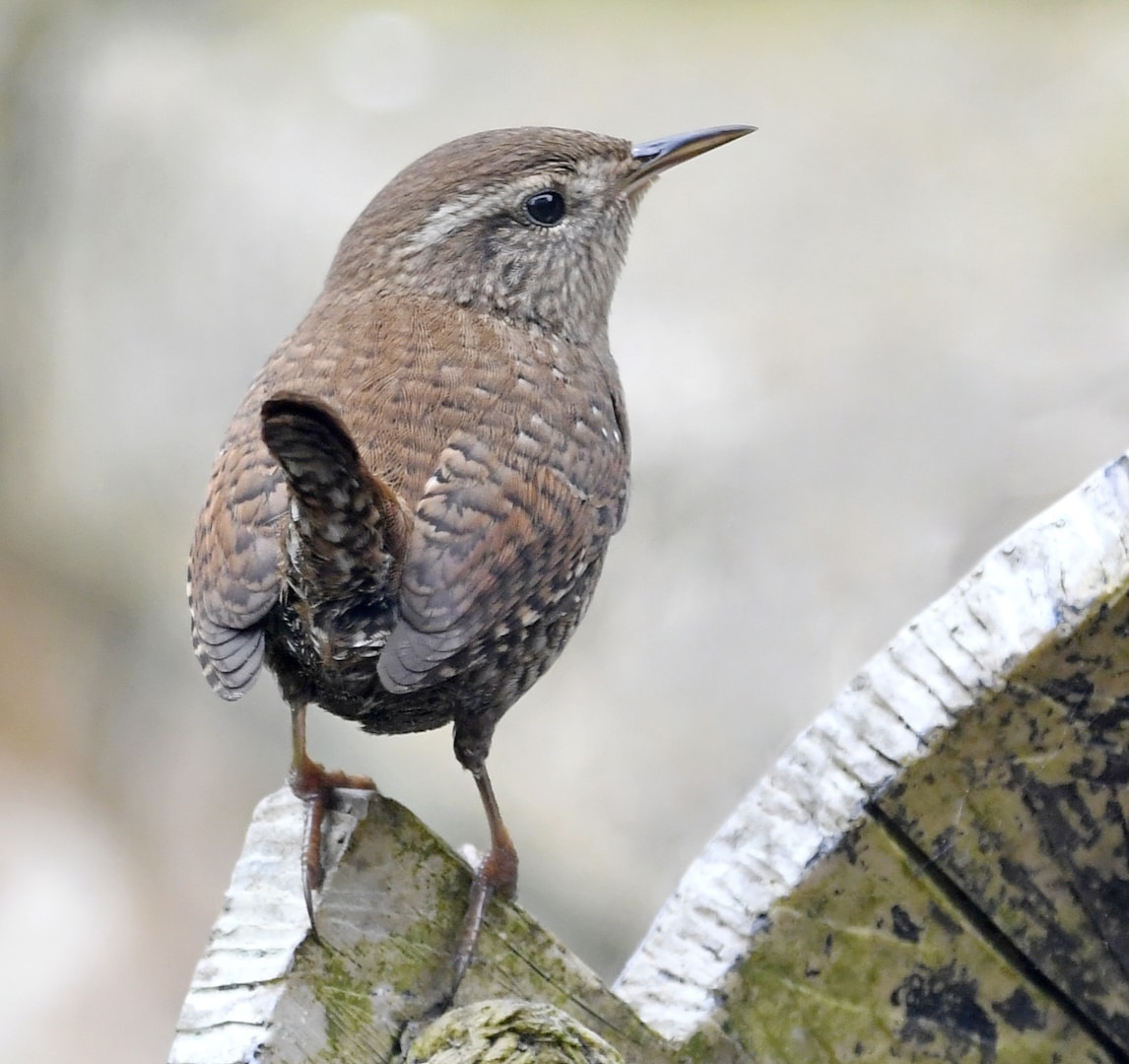 Eurasian Wren by Carl Bovis - BirdGuides