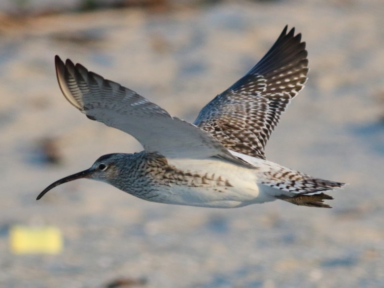 Steppe Whimbrel migration route revealed - BirdGuides