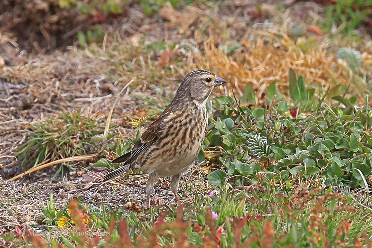 Common Linnet by Martin Webb - BirdGuides