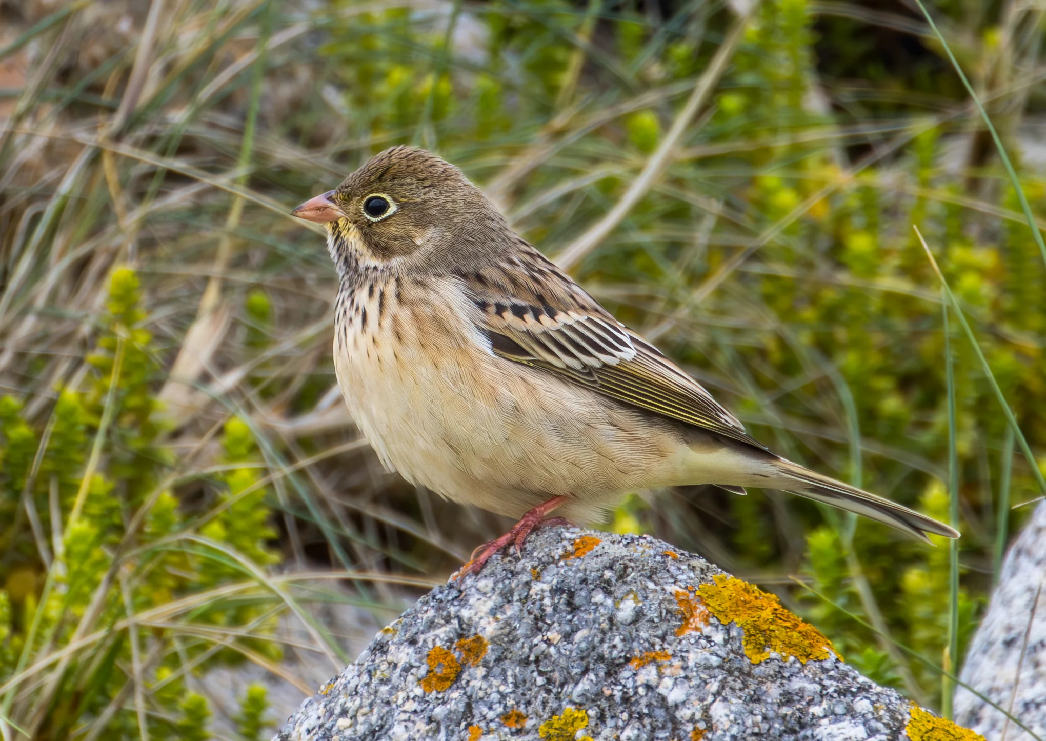 Sighting Report - BirdGuides