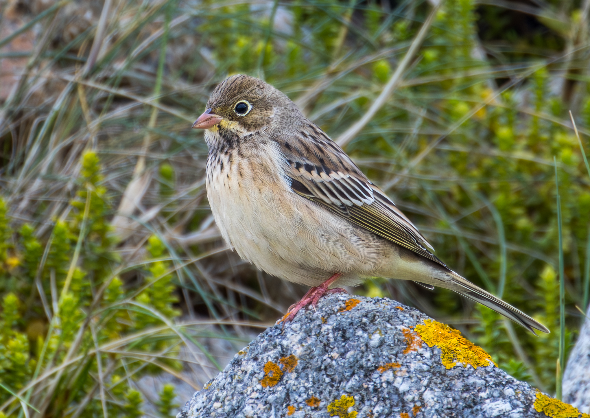 Ortolan Bunting by Peter Garrity - BirdGuides