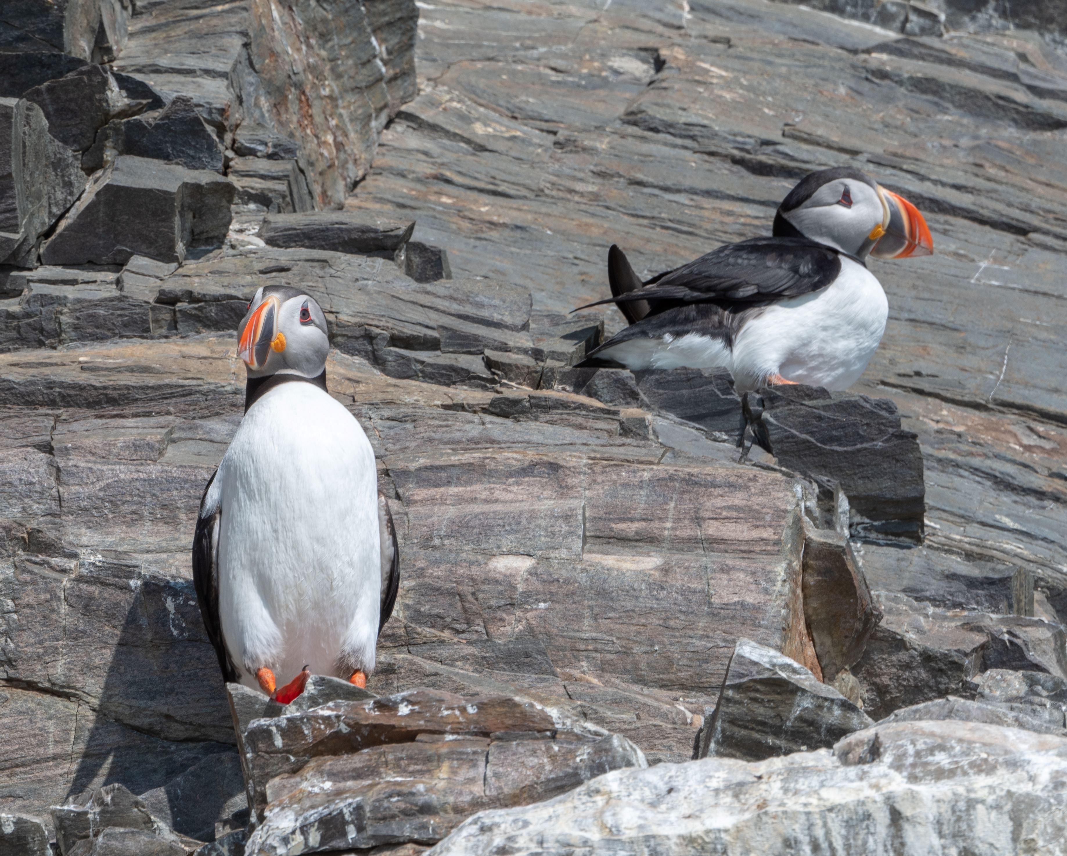 Puffin by Bryn Parry - BirdGuides