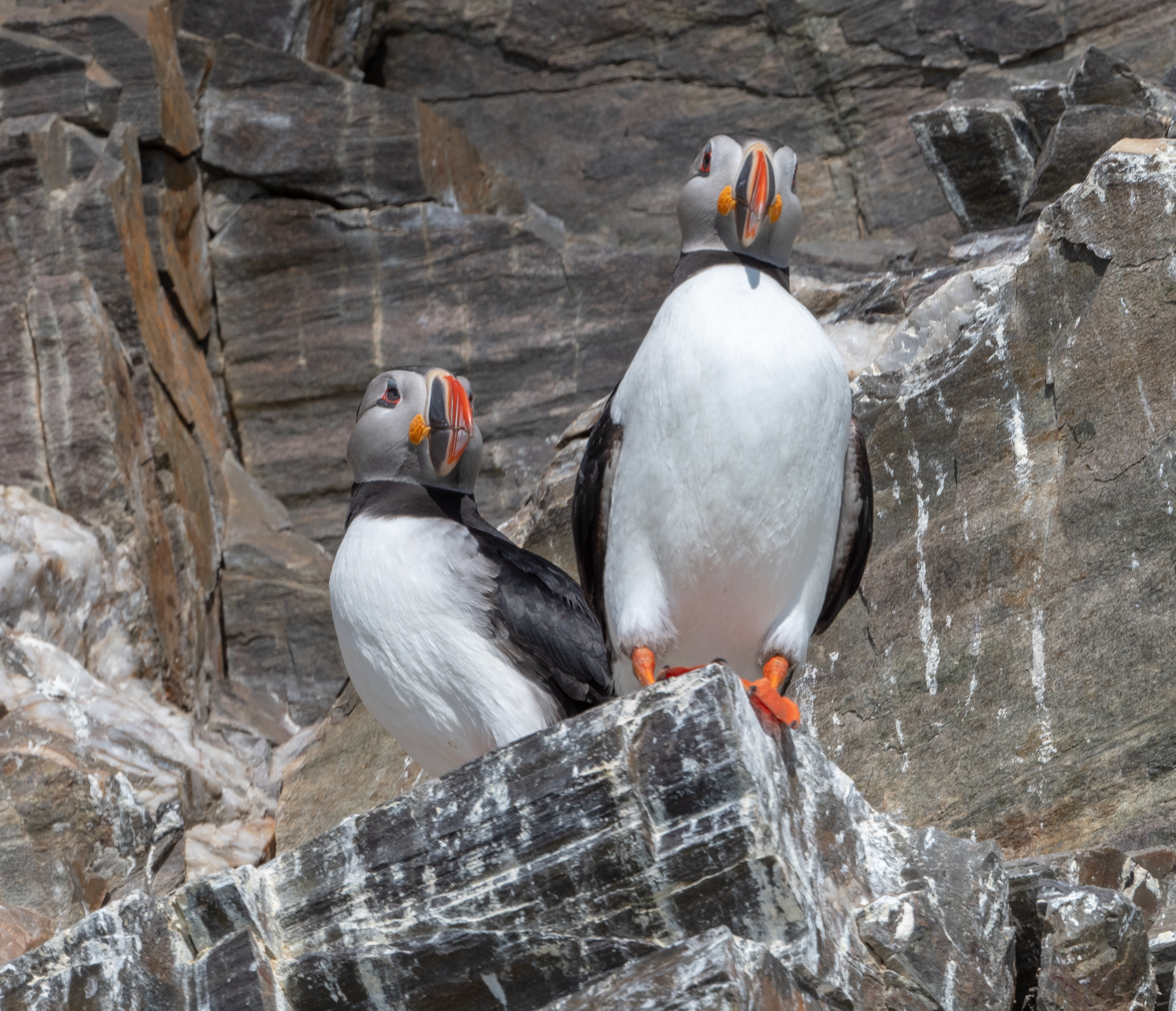 Puffin by Bryn Parry - BirdGuides