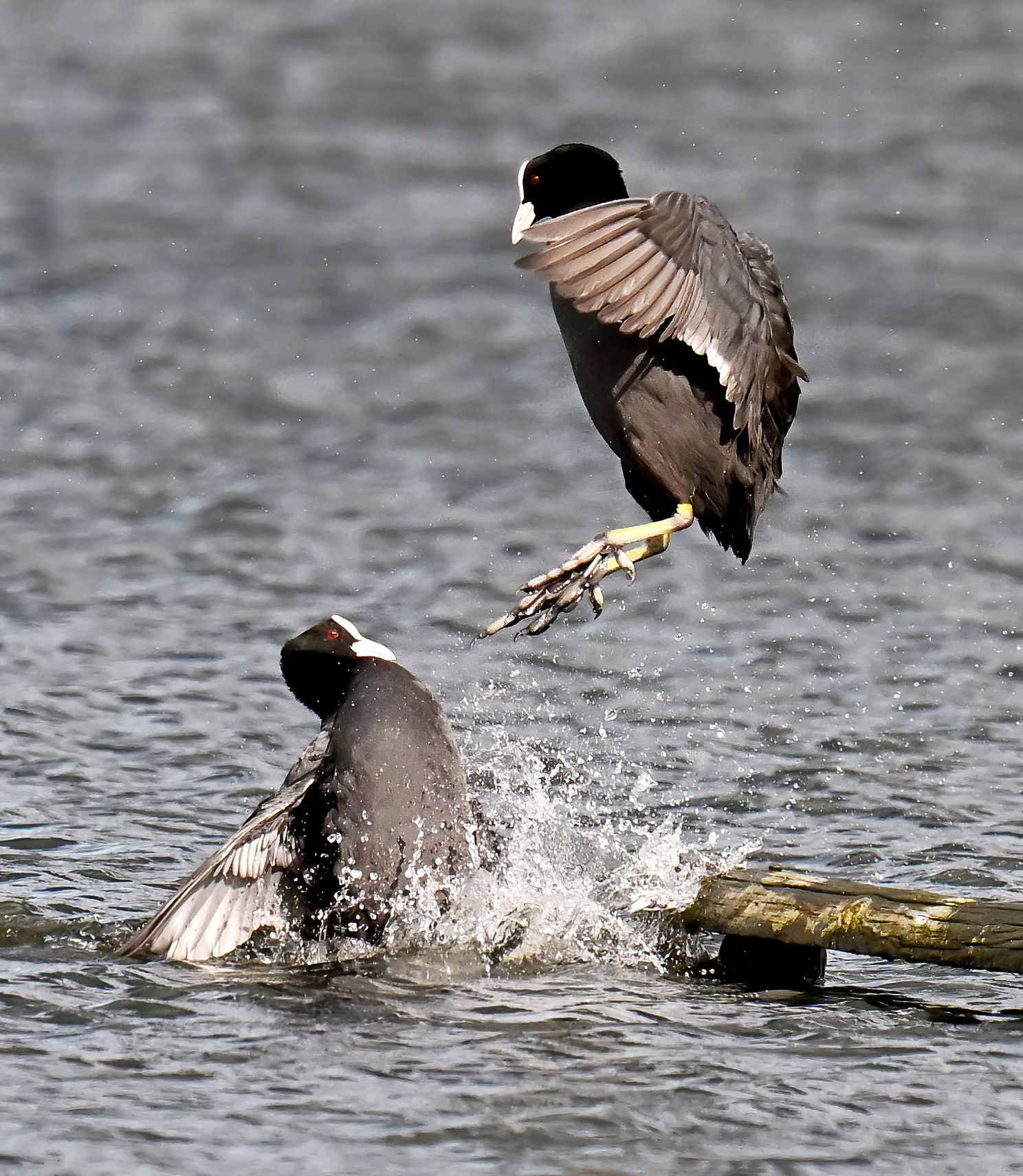 Eurasian Coot by Carl Bovis - BirdGuides